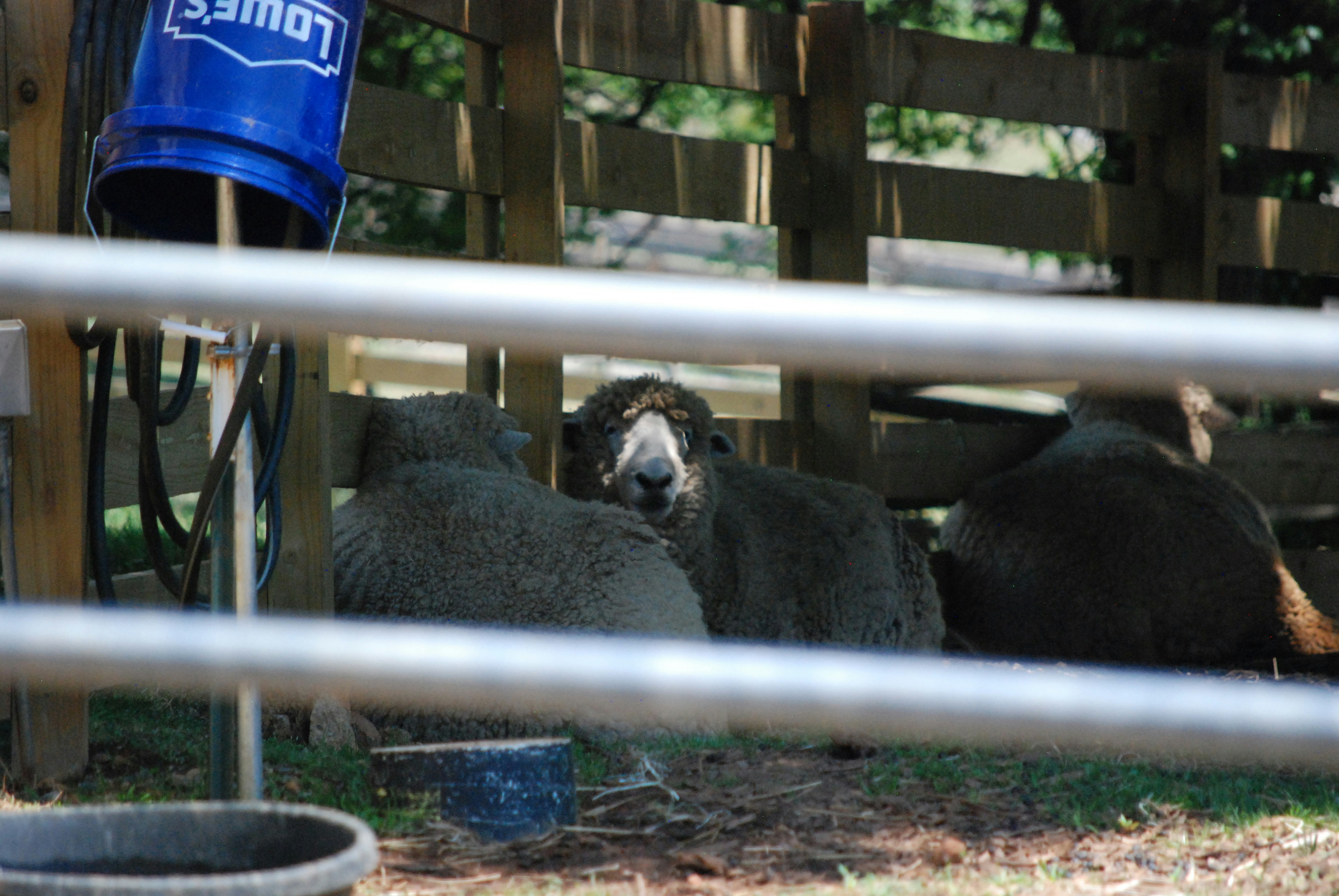 Shepherded in Shadows: A Closer Look at a Flock Beneath the Fence