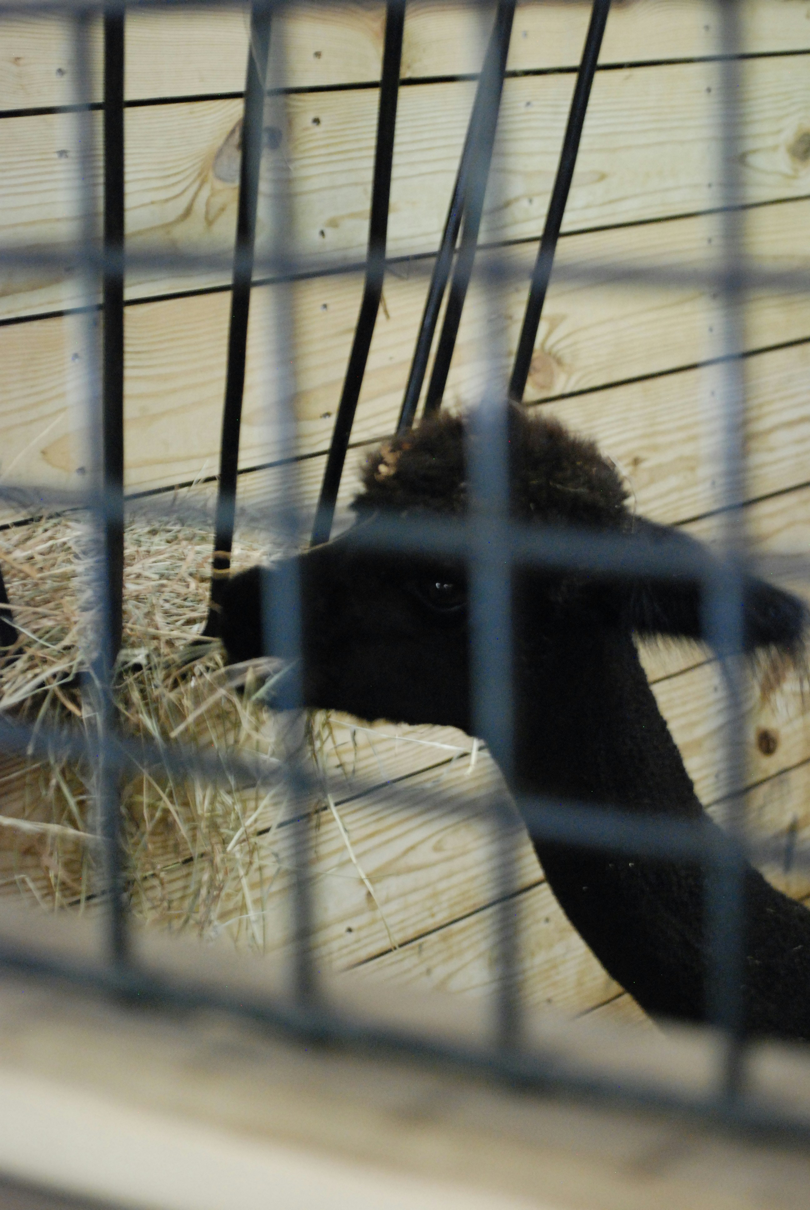 Alpaca Peering Through the Barn Grille