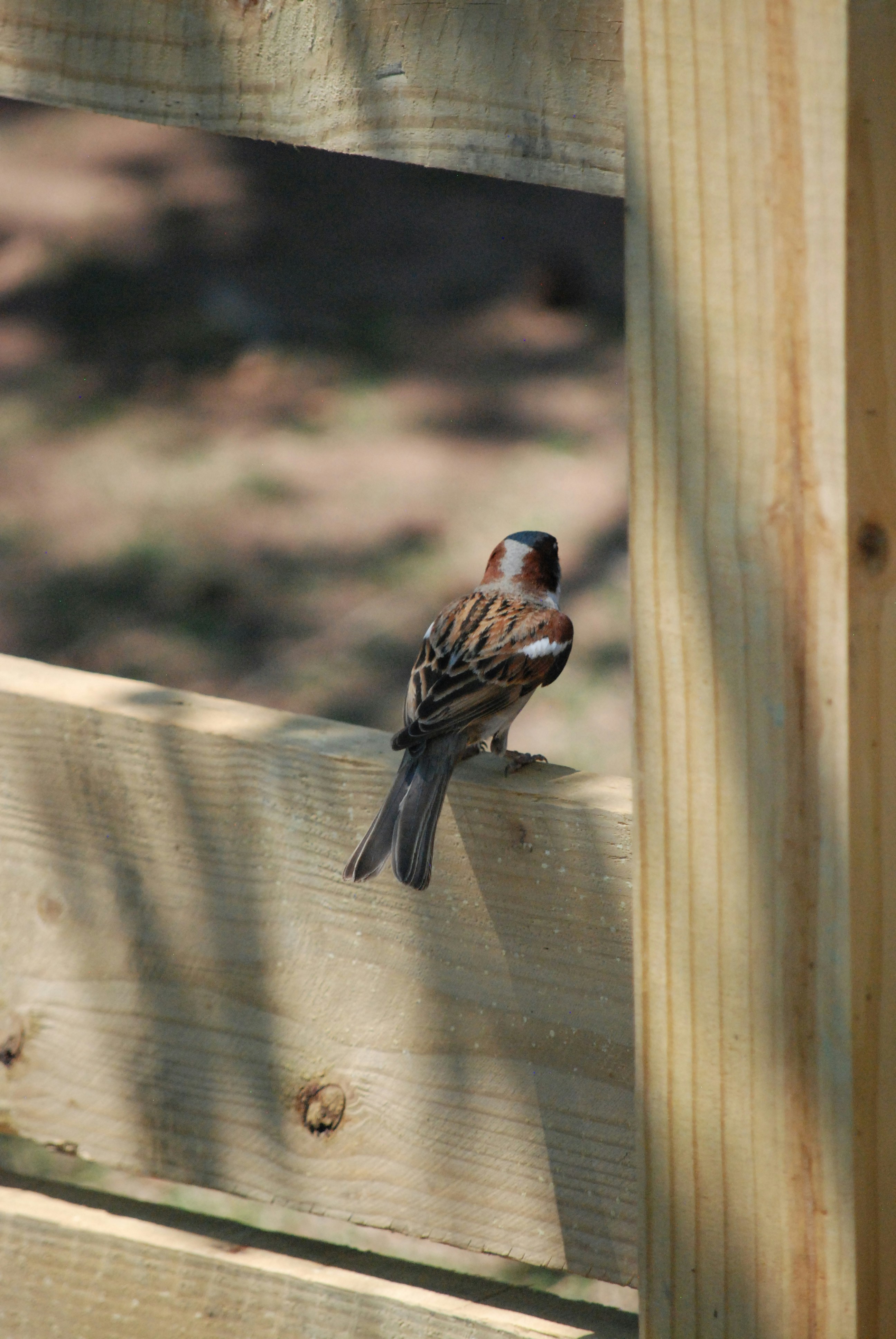 Perched Finch Anchored Between Weathered Wood Slats