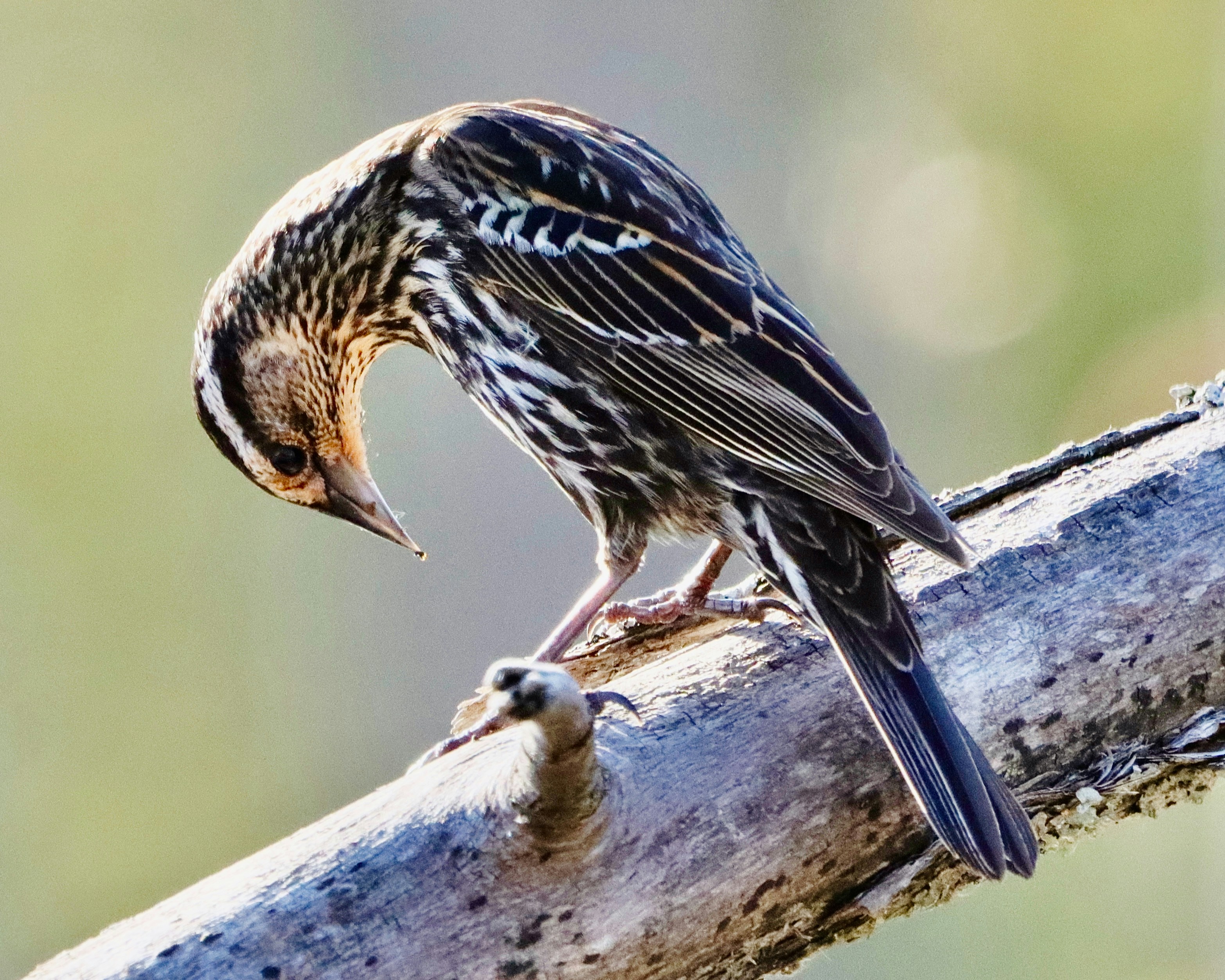 Curved Gaze: A Songbird Perches on a Weathered Branch