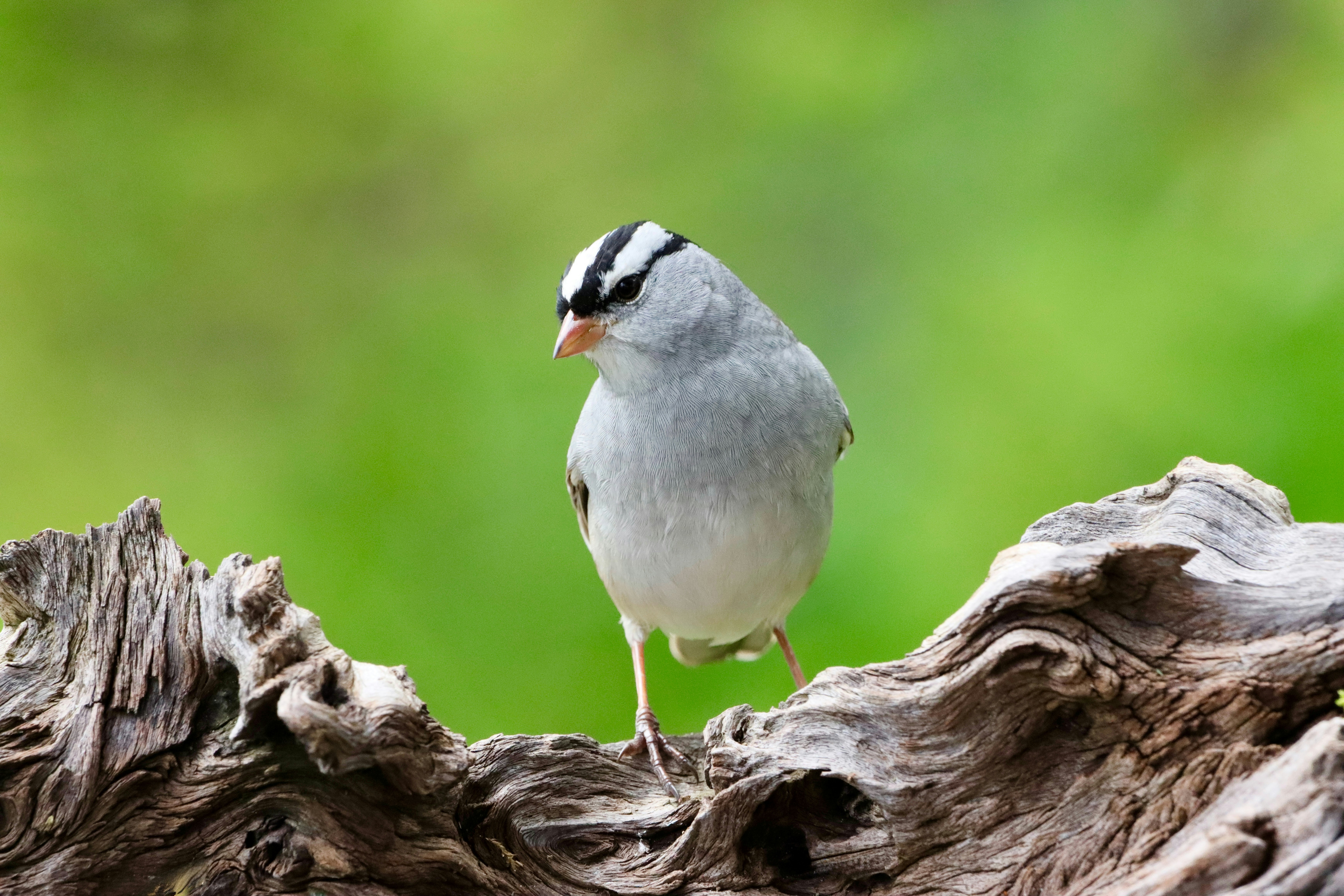 Hopper on the Log: A Cedar Waxwing Moment