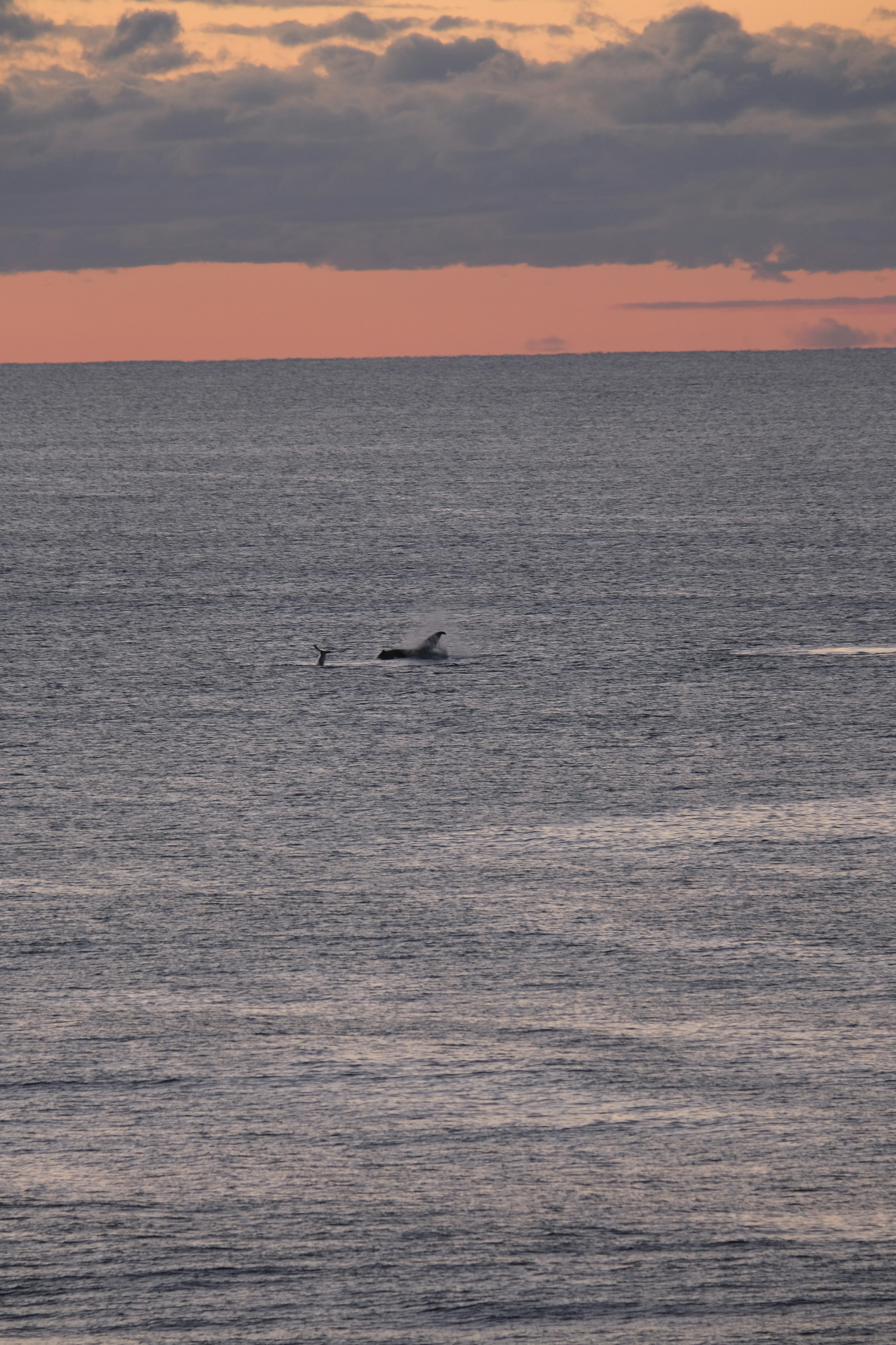 Dusk Wingbeat over Quiet Seas