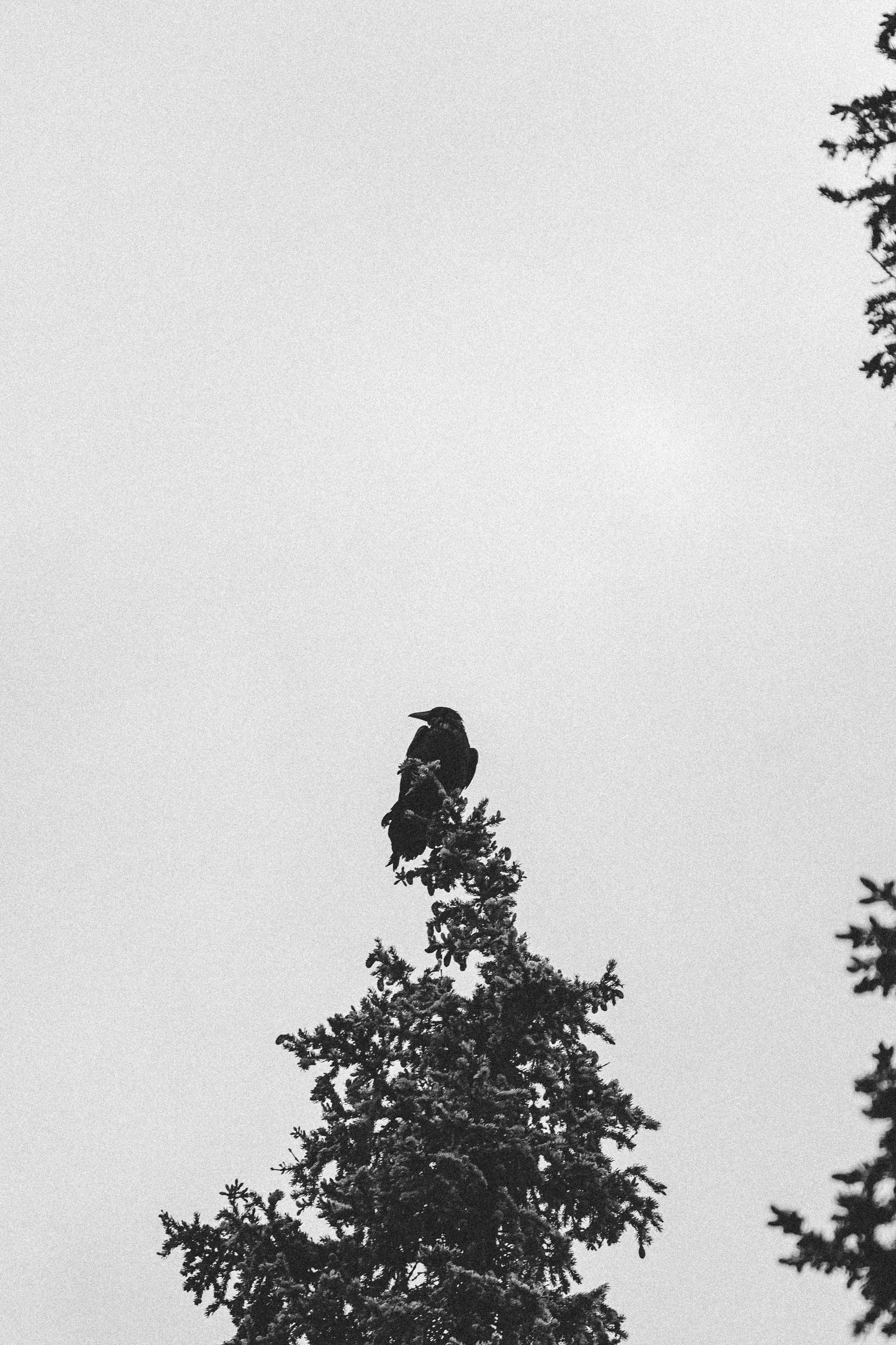 Raven Perched atop a Pine Crown Against a Quiet Sky