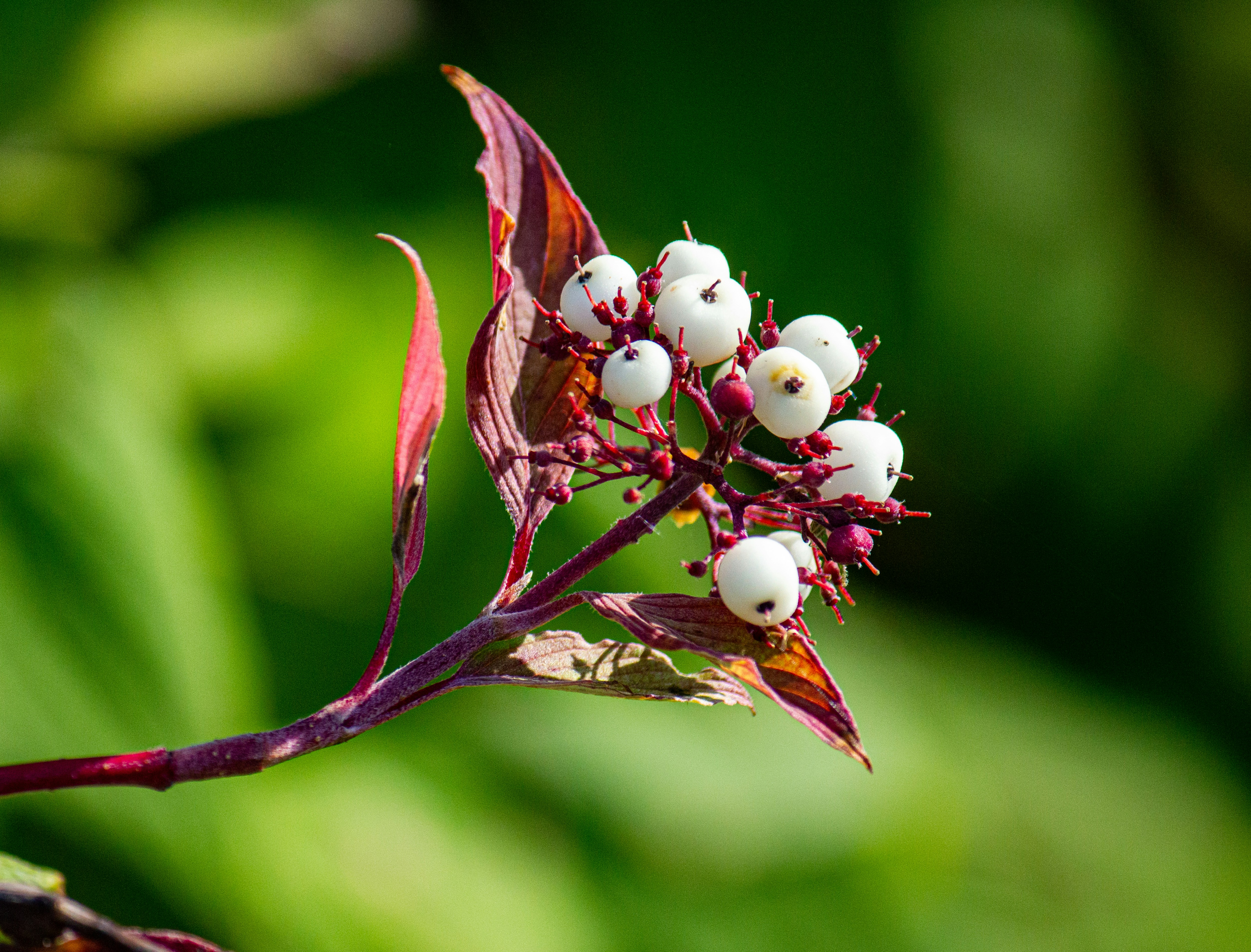 White Berries on a Ruby-Touched Stem