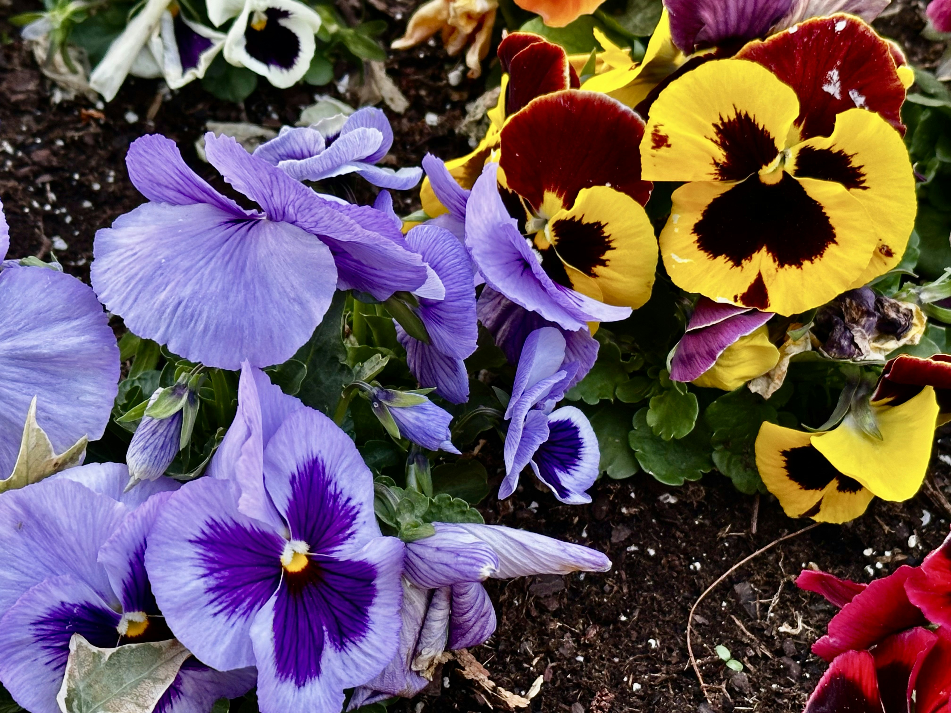 Vibrant Petal Mosaic: Morning Bed of Pansies