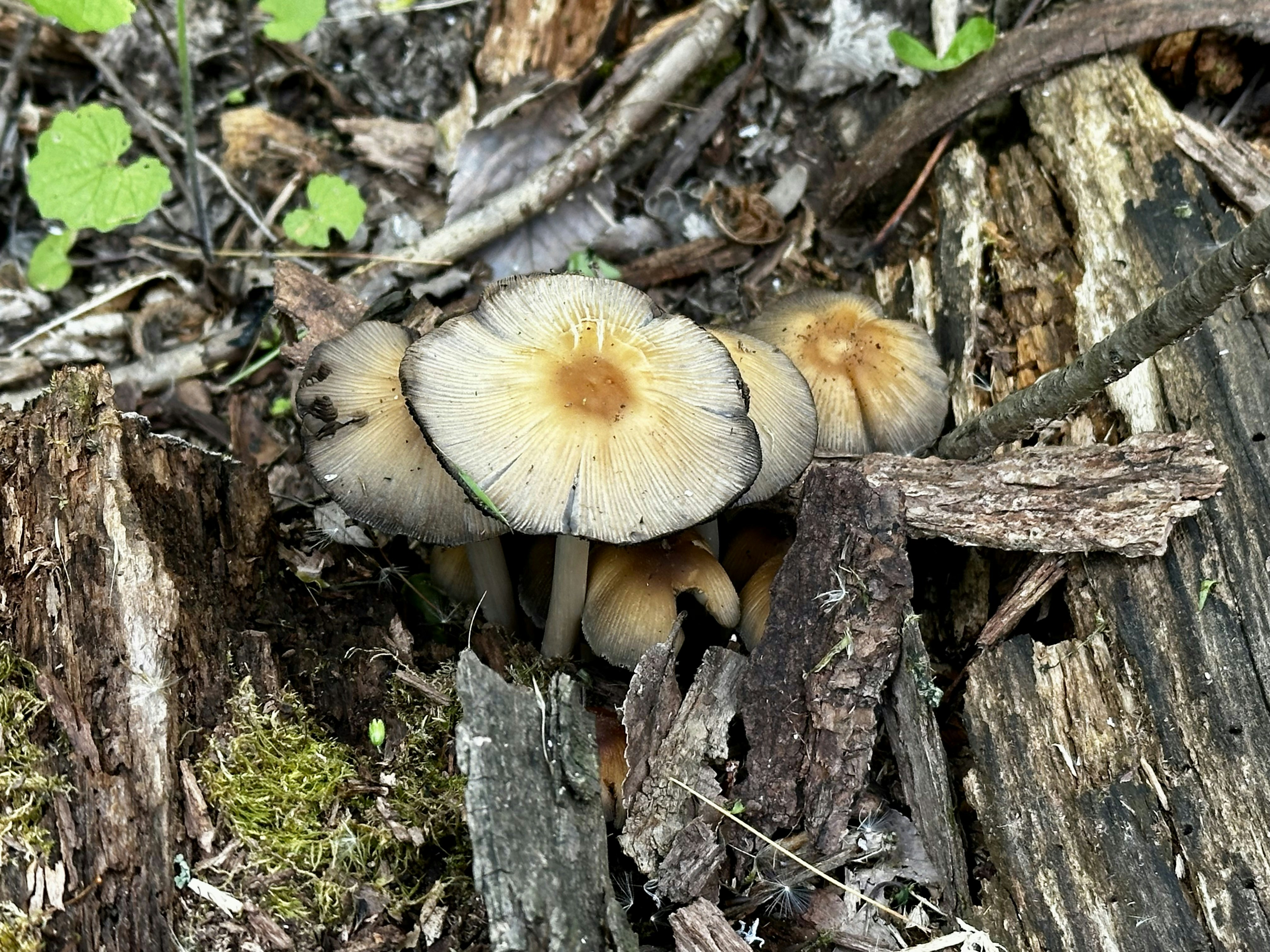 Mushroom Colony Nestled in Mossy Timber