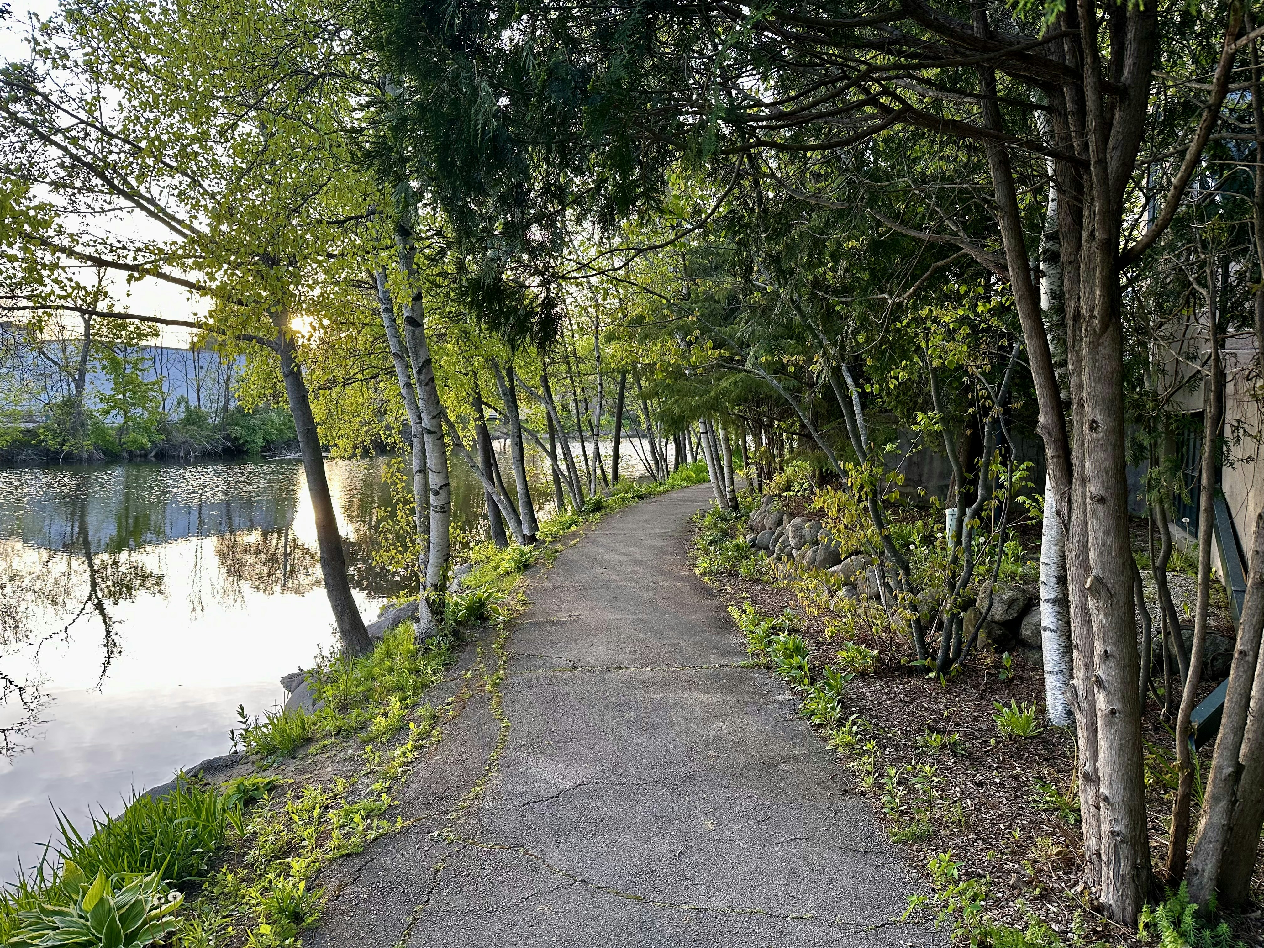 Sunlit Riverside Trail Through Green Corridor