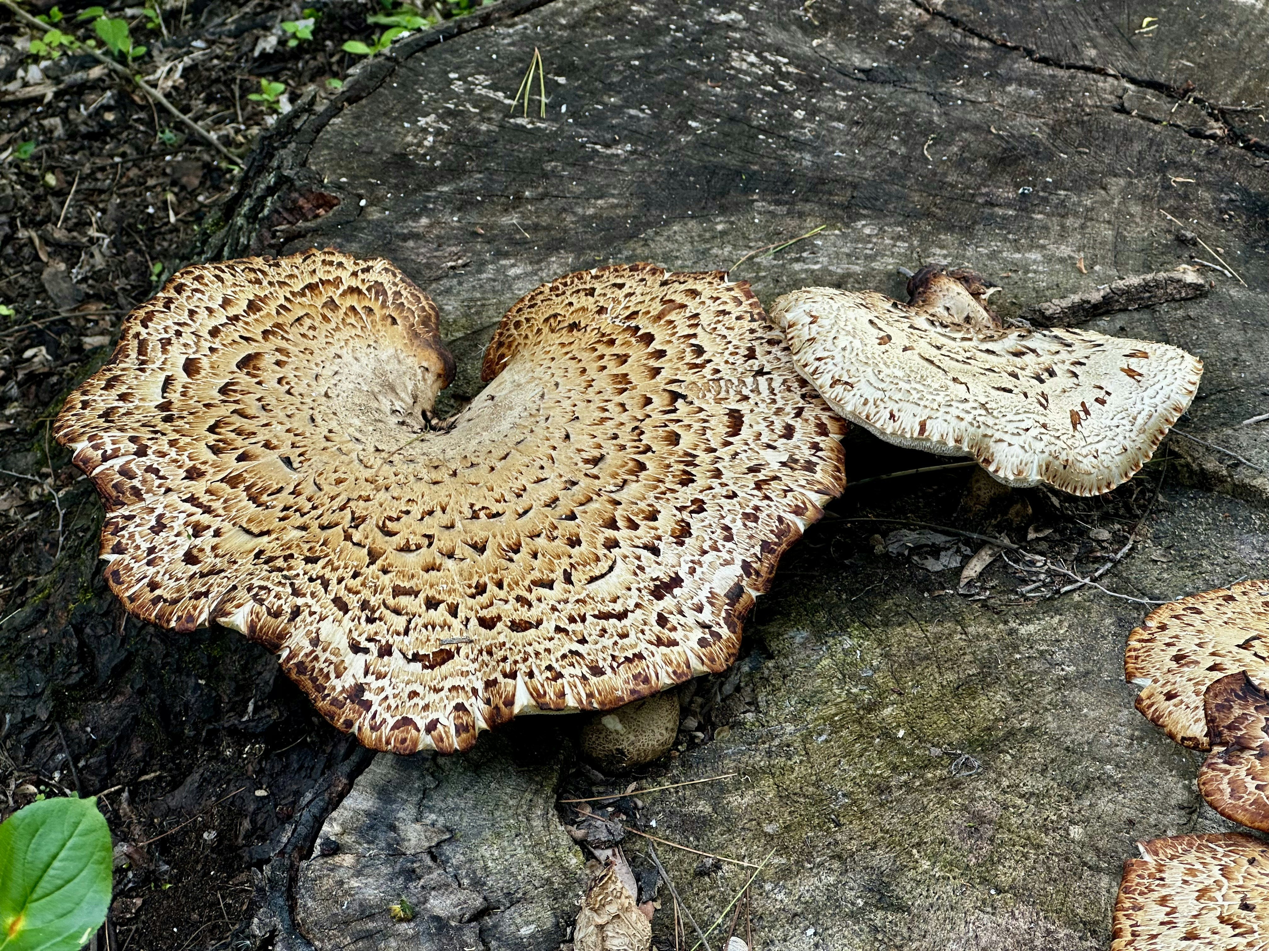 Moon-Spotted Shelf Fungus on Weathered Rock