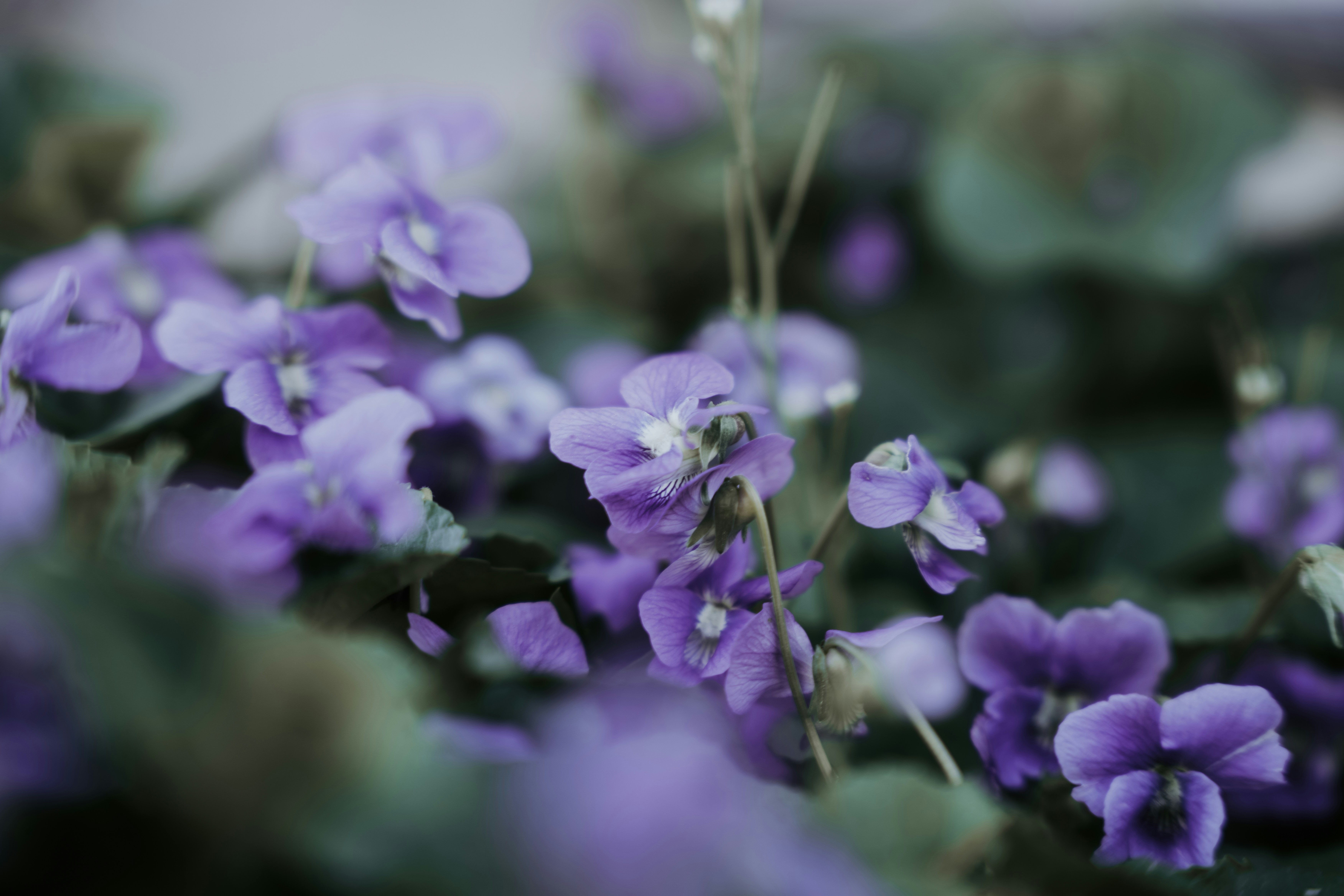 Purple Petals in Soft Focus: Portrait of Blooms Under Gentle Blur