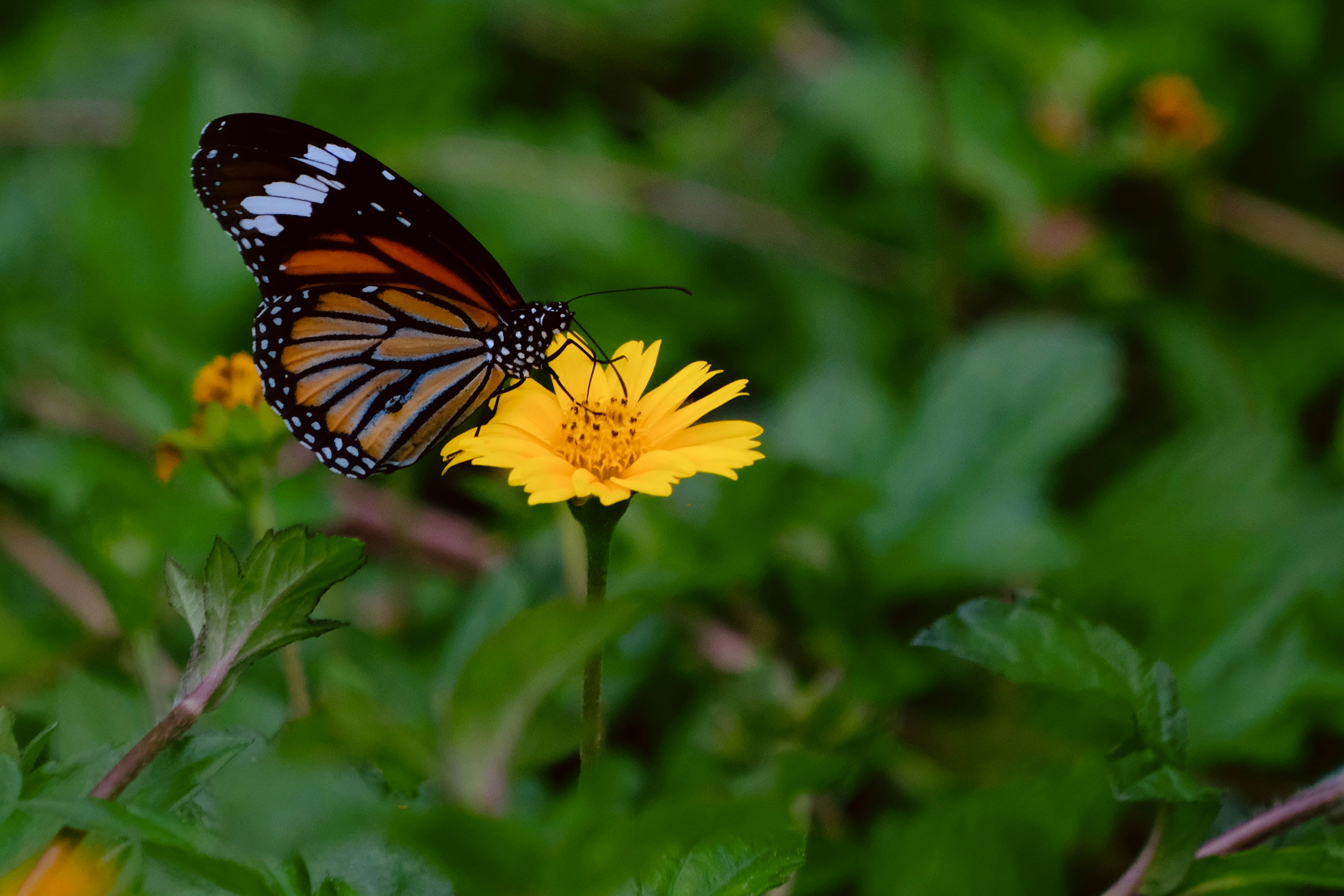 Buttery Butterfly on a Sunlit Yellow Bloom
