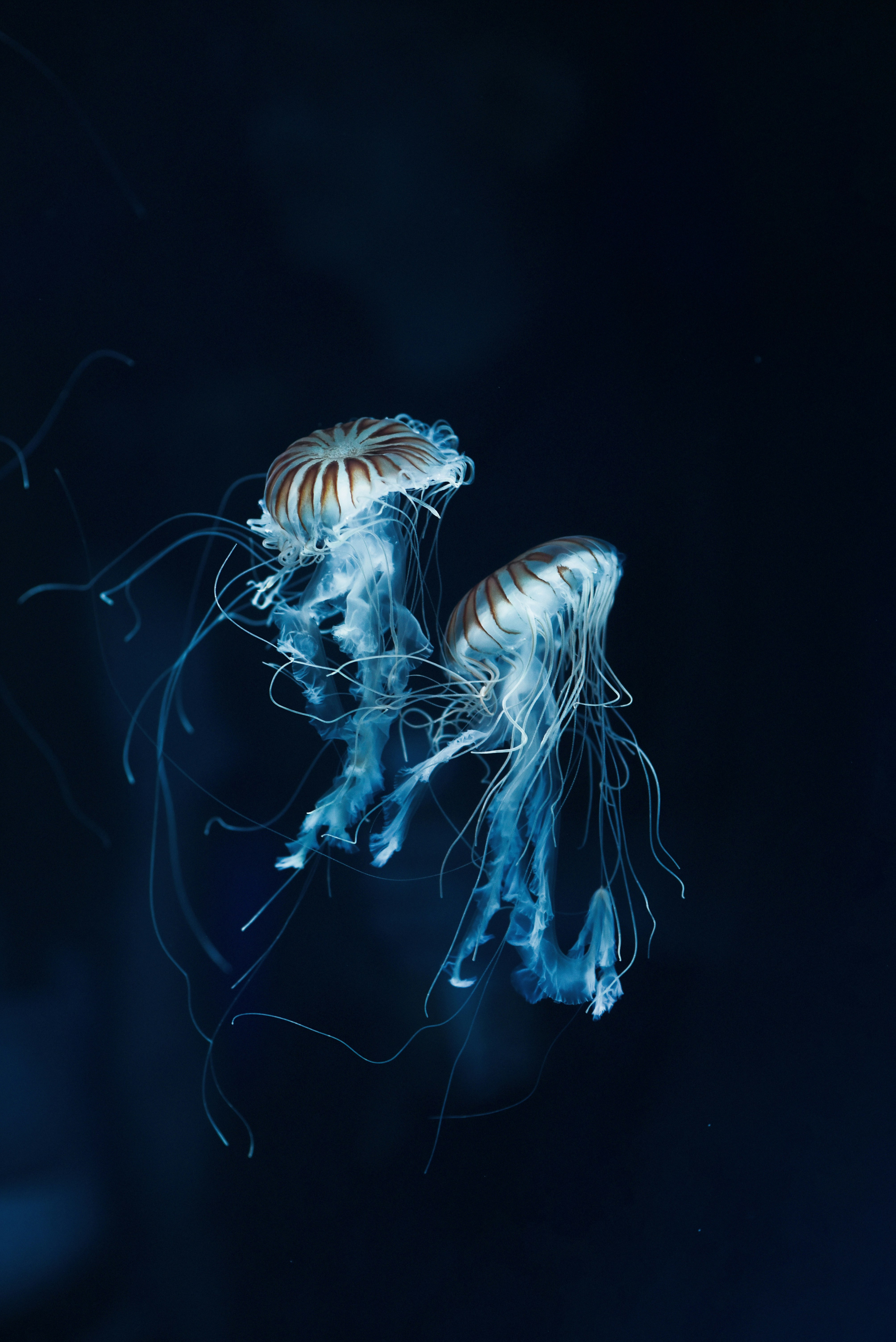 Luminous Ghosts in Velvet Water