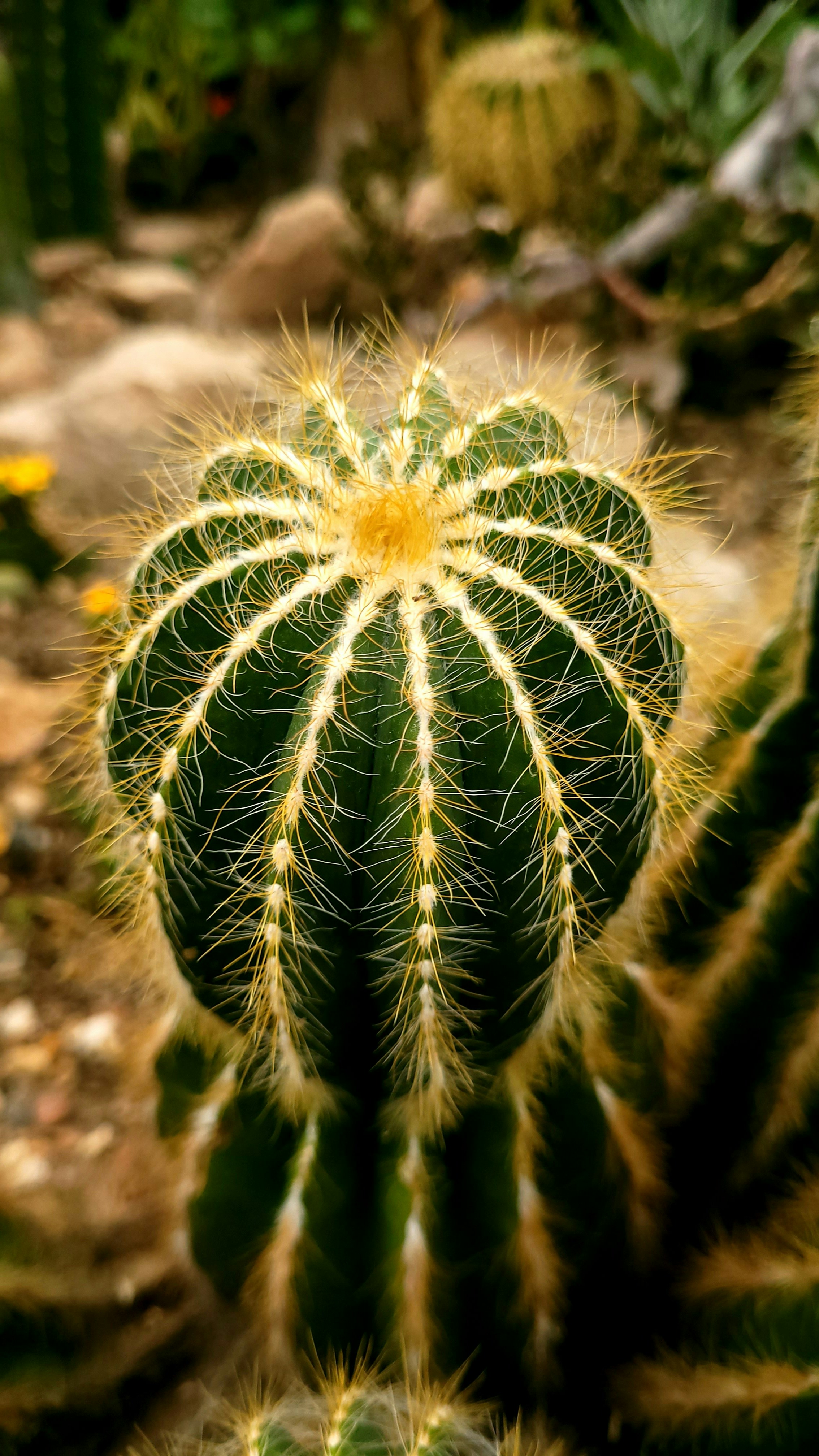 Golden Crown: Close-Up of a Spiny Desert Sculpture