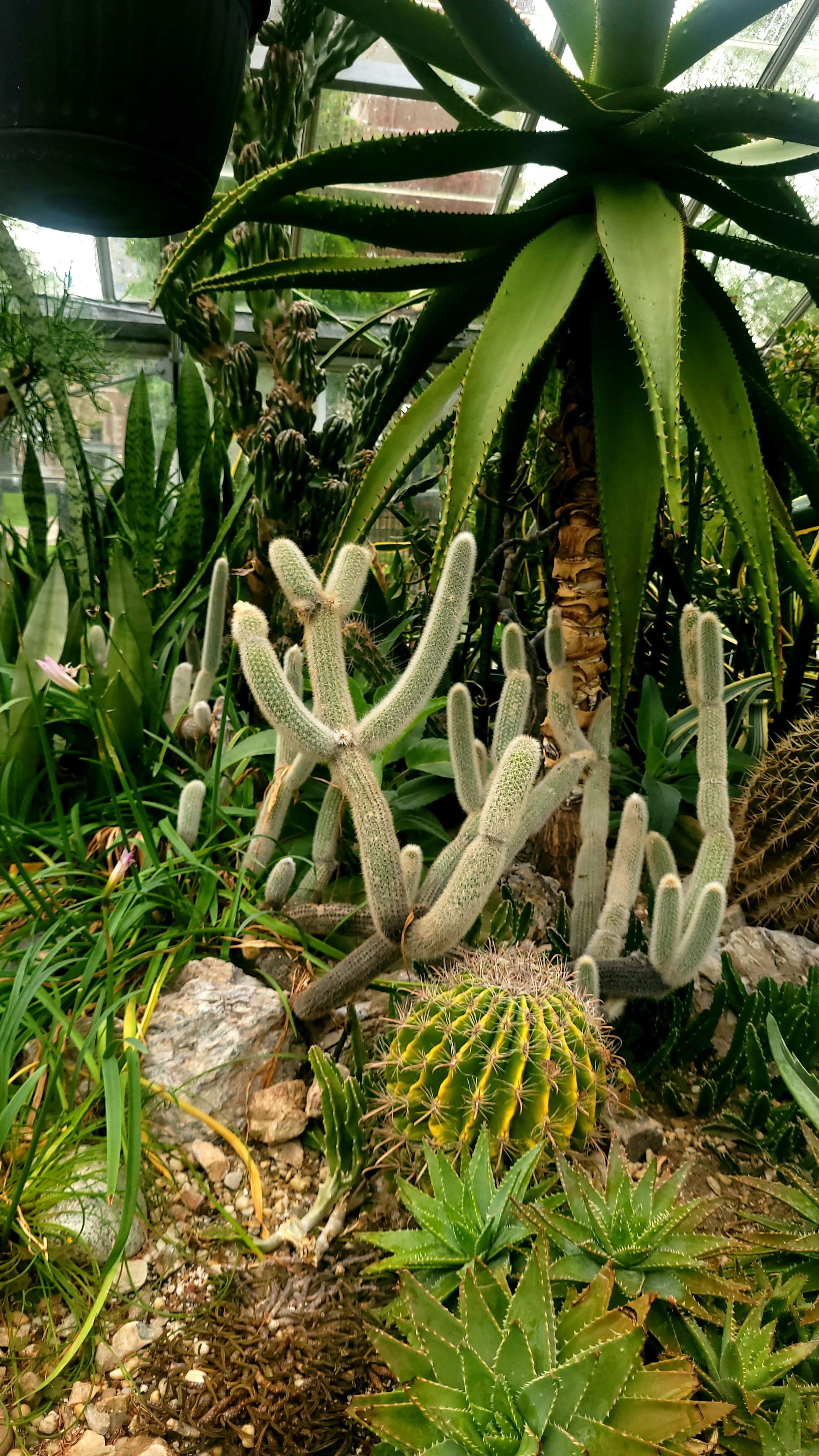 Desert Oasis in Glass: A Neon Green Ensemble of Cacti and Succulents