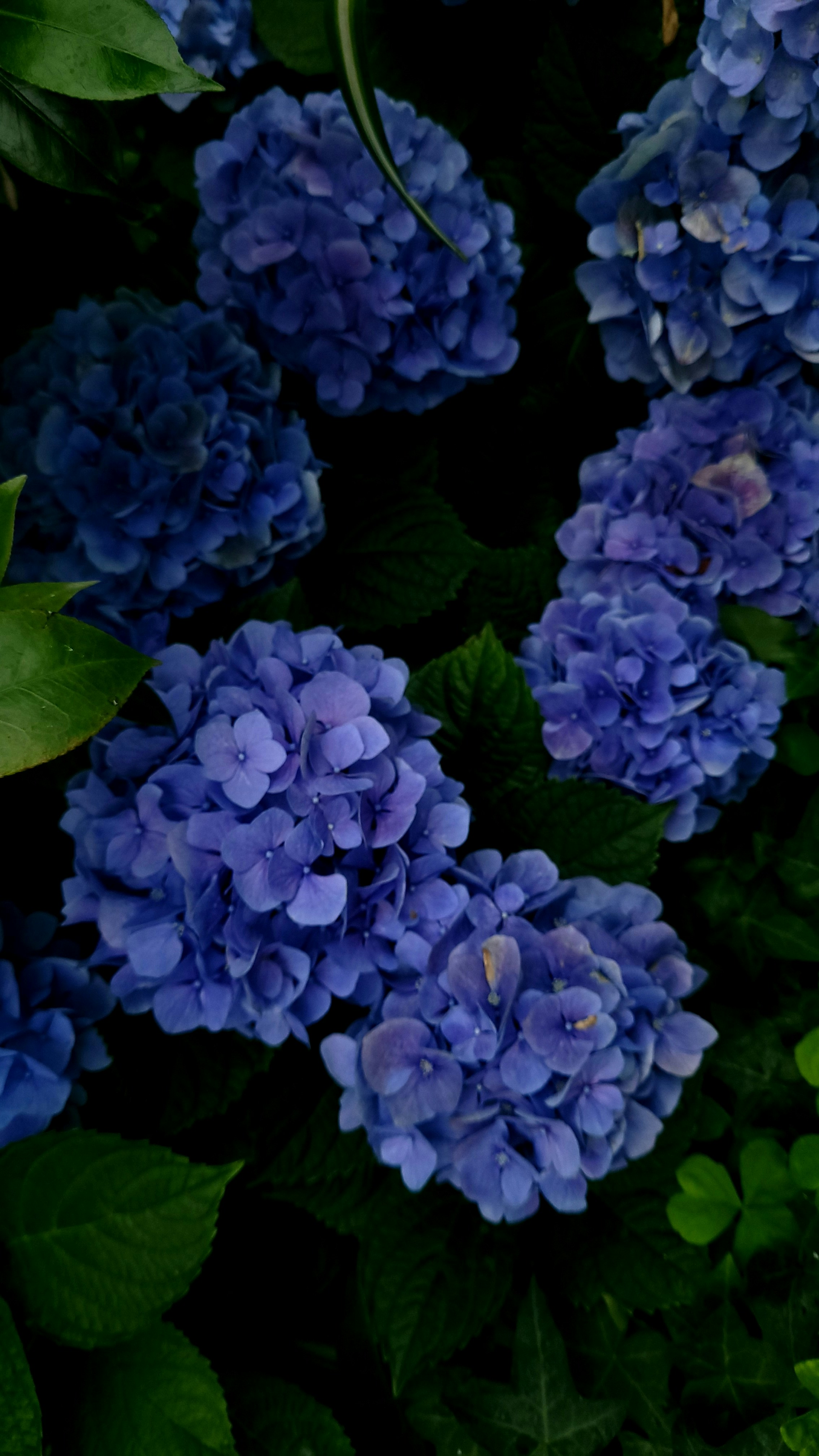 Midnight Blues in a Hydrangea Glow