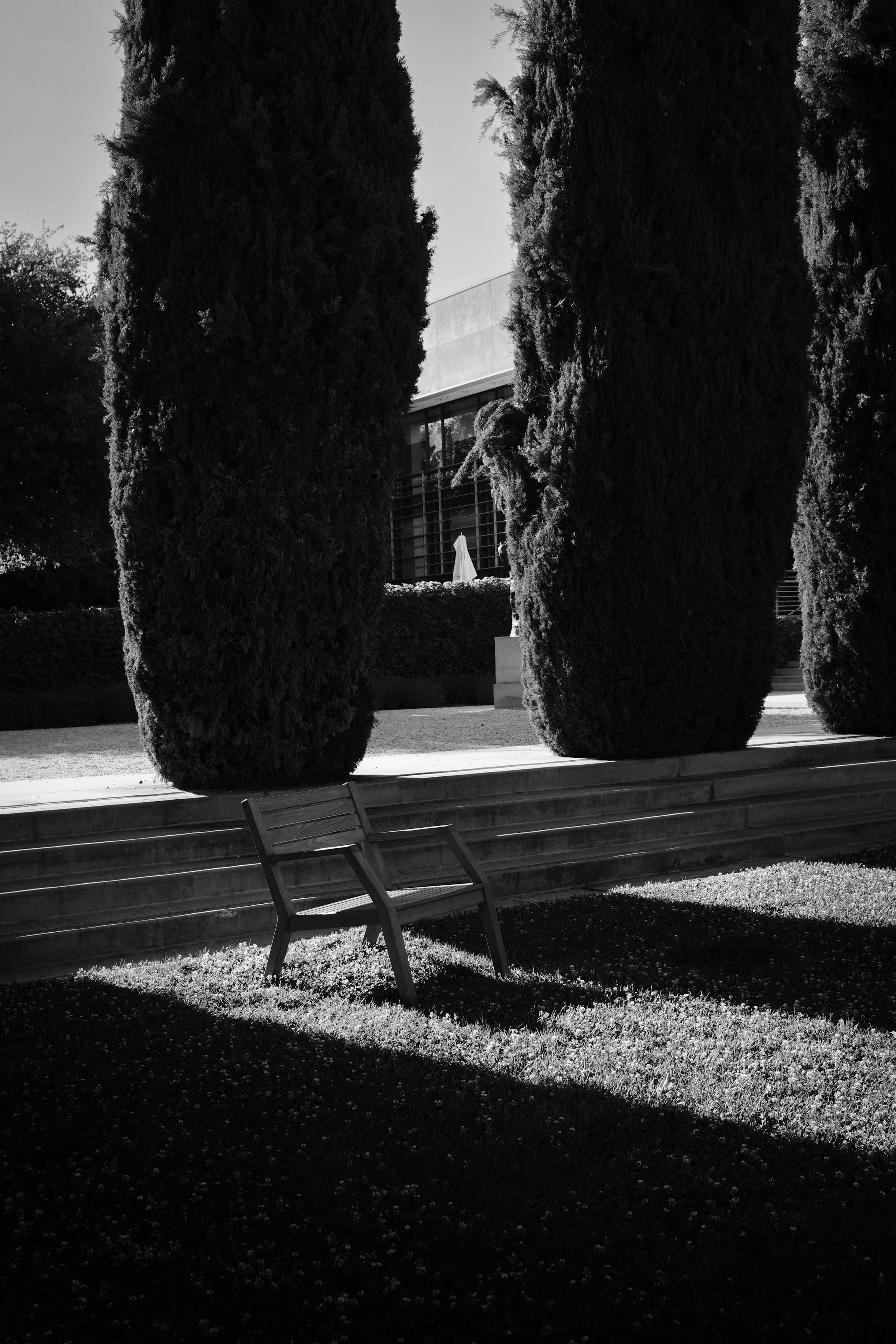 Silent Afternoon on Flat Steps Between Tall Pines