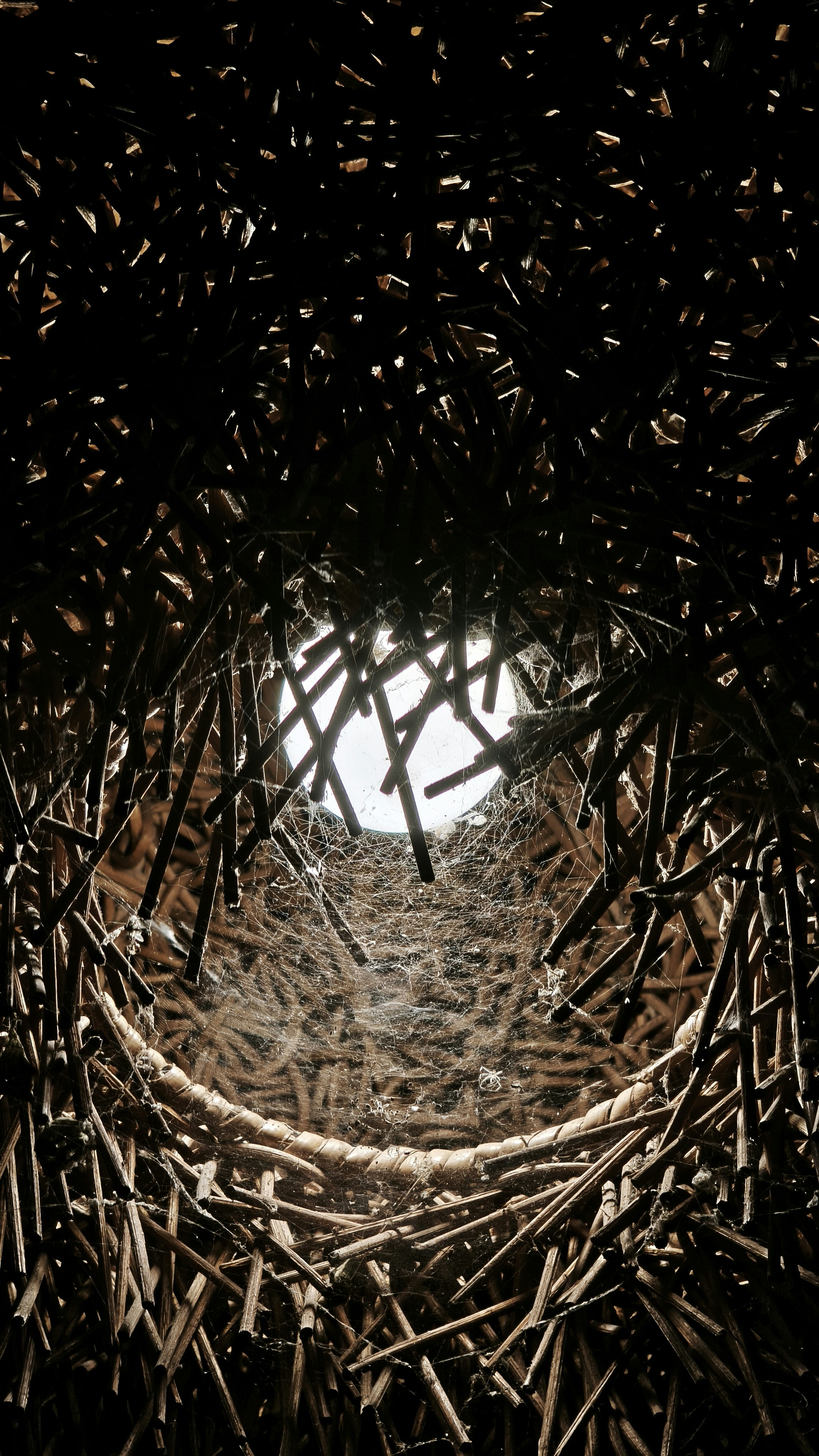 Lens of a Hidden Nest: Light Breaking Through a Burrow of Reeds
