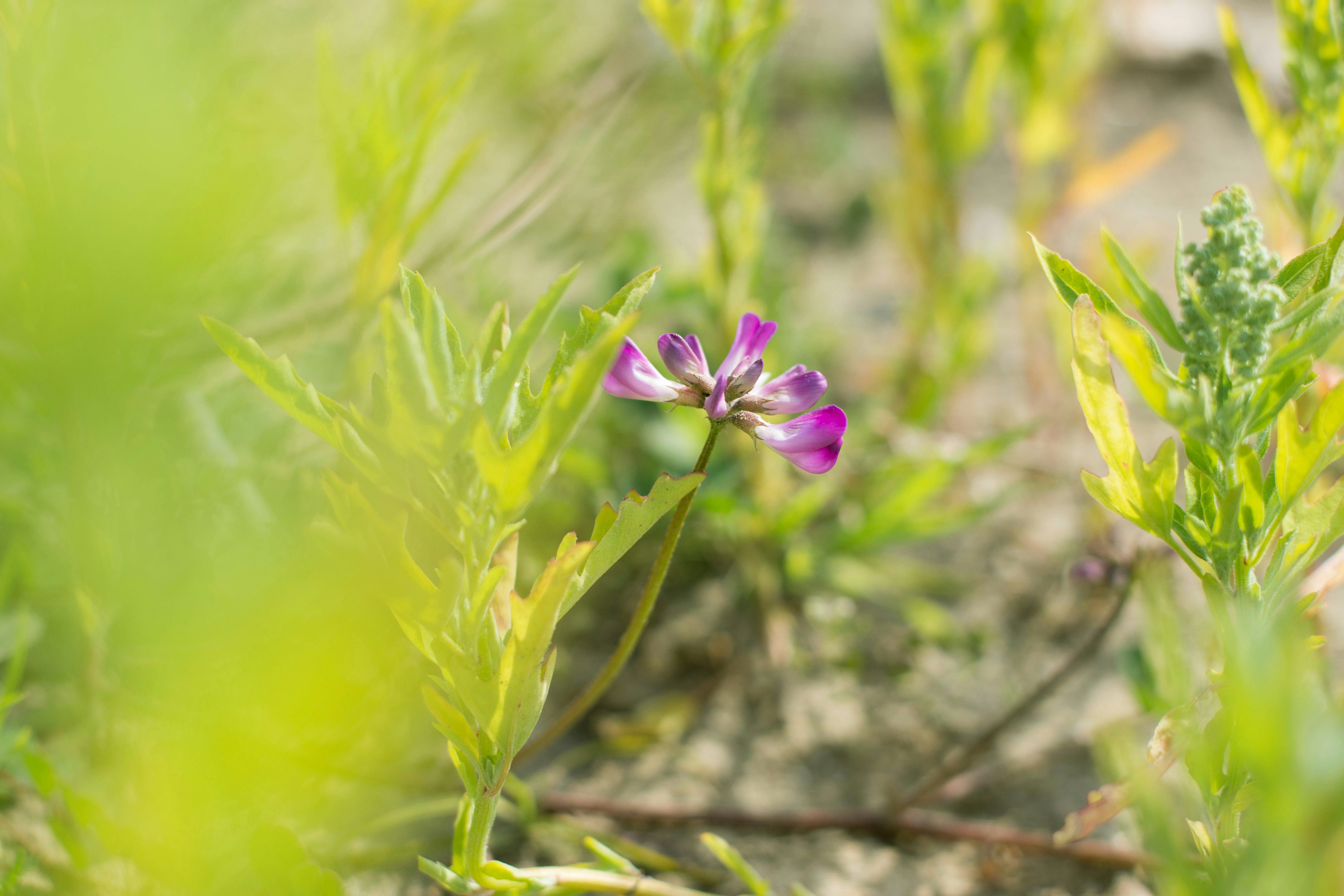 Pink-petaled bloom peeking through green stems in sunlit field