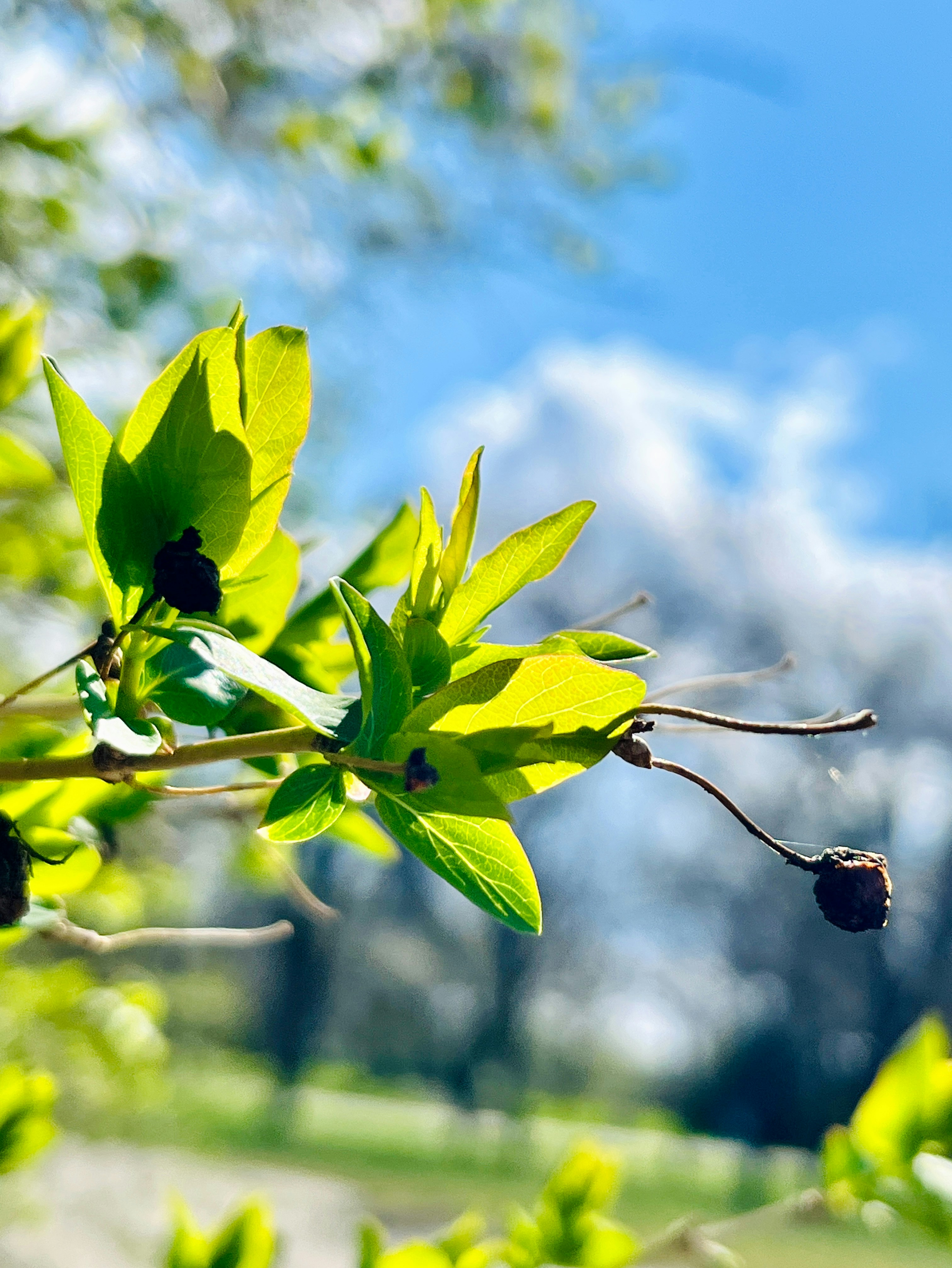 Colorful close-up of fresh green leaves and a small fruit bud on a slender branch, with a blurred blue sky and park backdrop.
