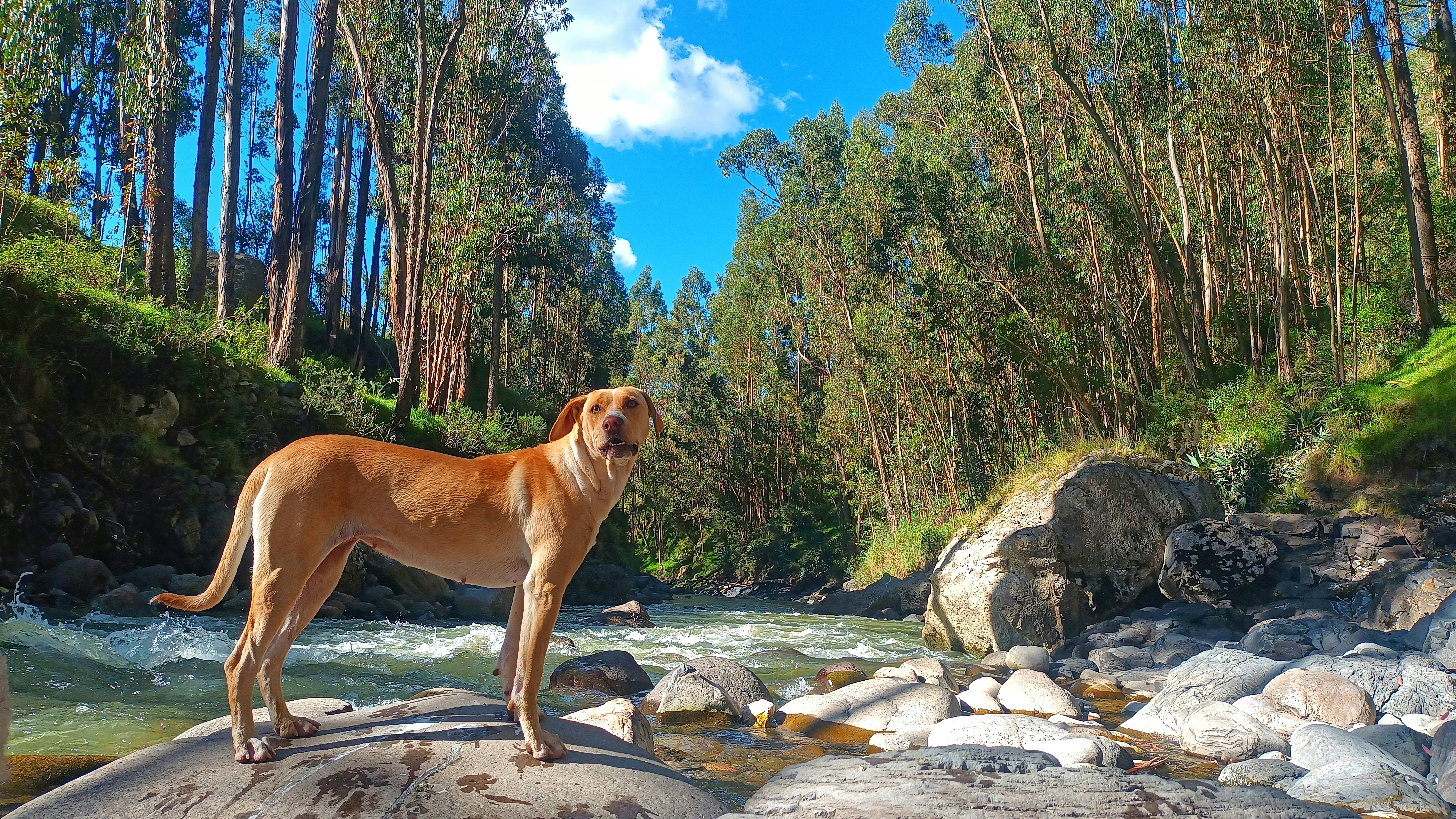 Golden retriever stands proudly on river rocks as a clear blue sky opens above a forest stream.