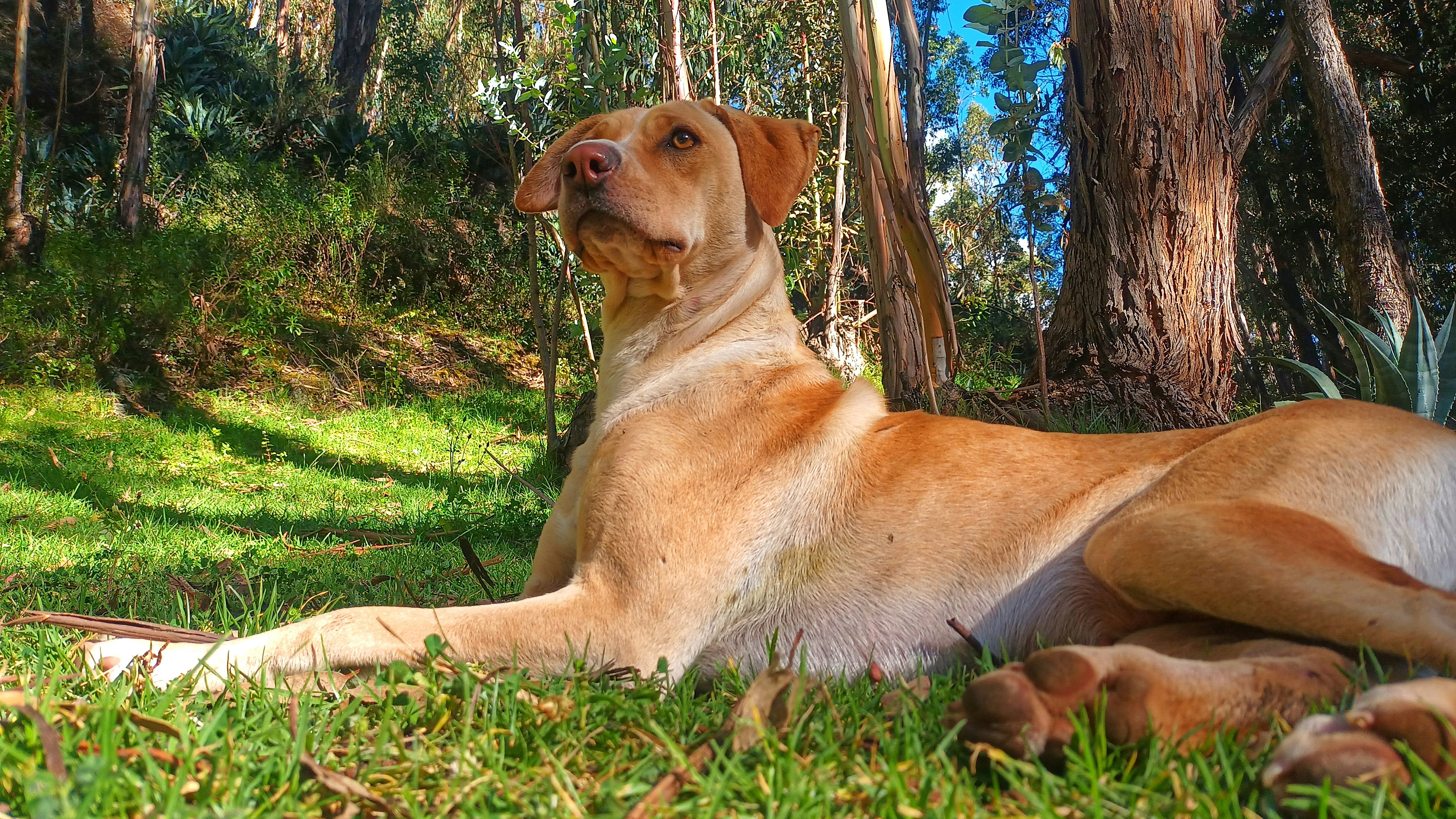 Lounge in the Sun: A Golden Retriever Amidforest Verdure
