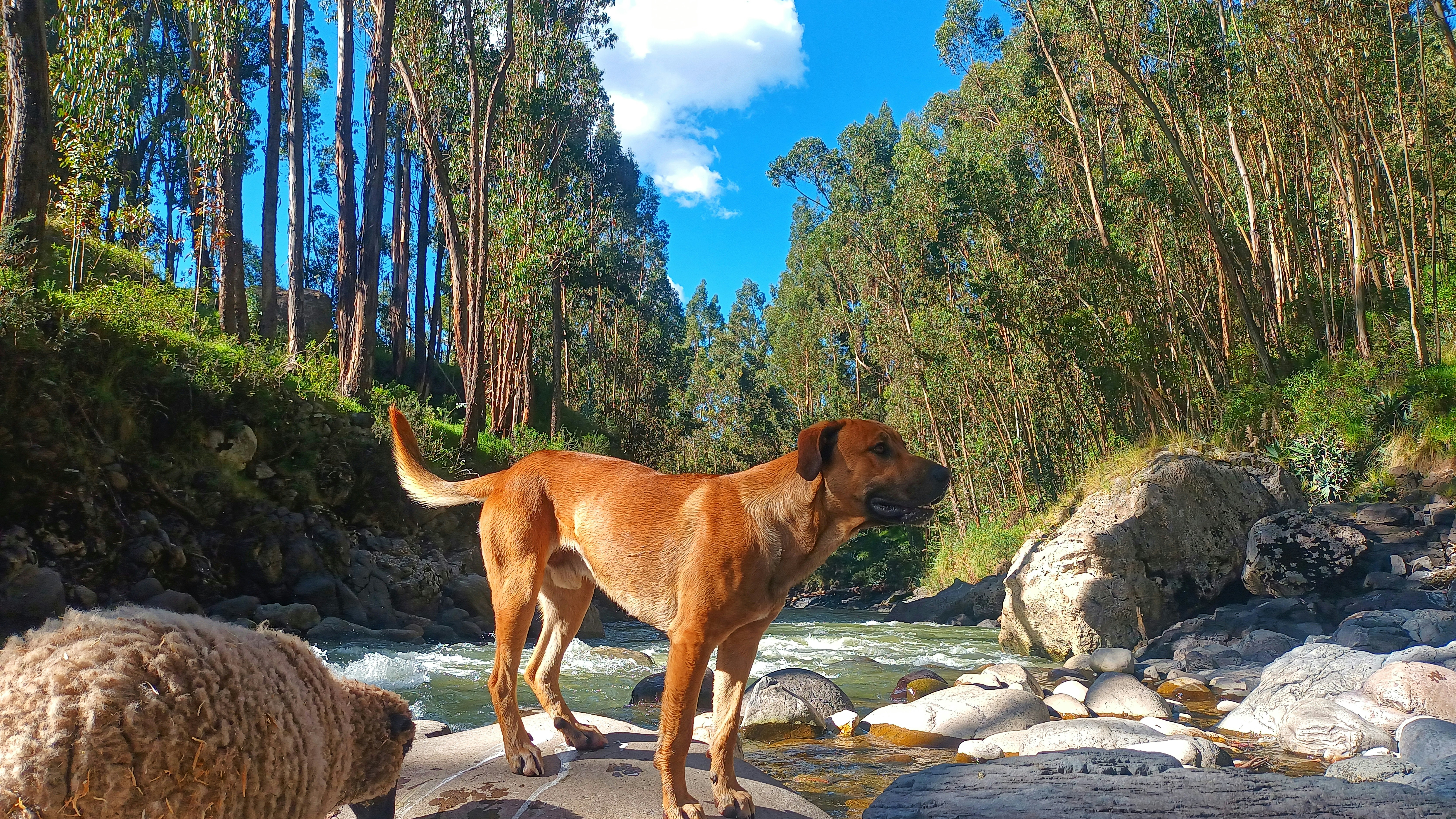 Riverbound Sentinel: A Brown Hound Stands Watch Among Boulders