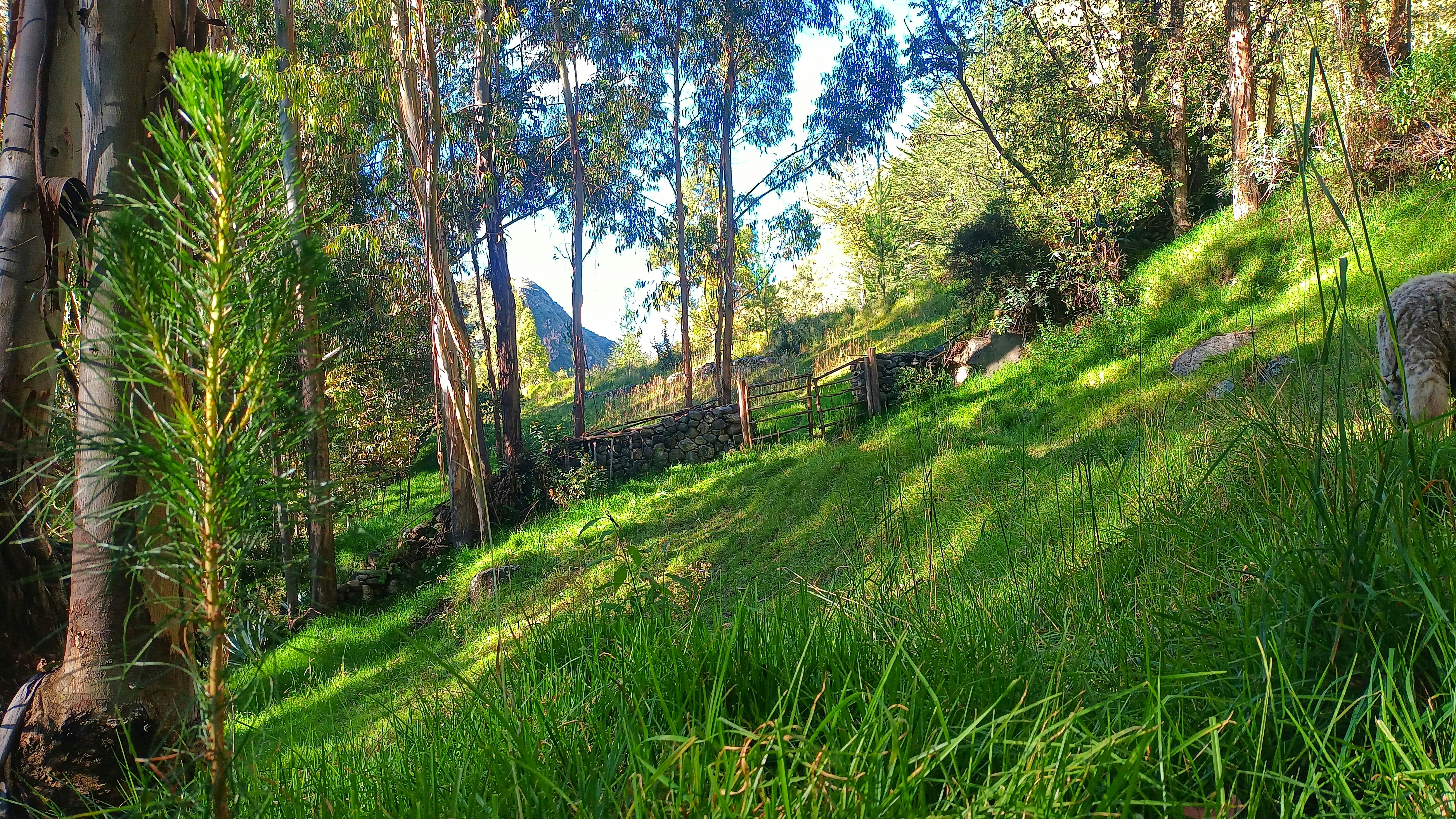 Sunlit Clearing in a Pine-Canvas Valley