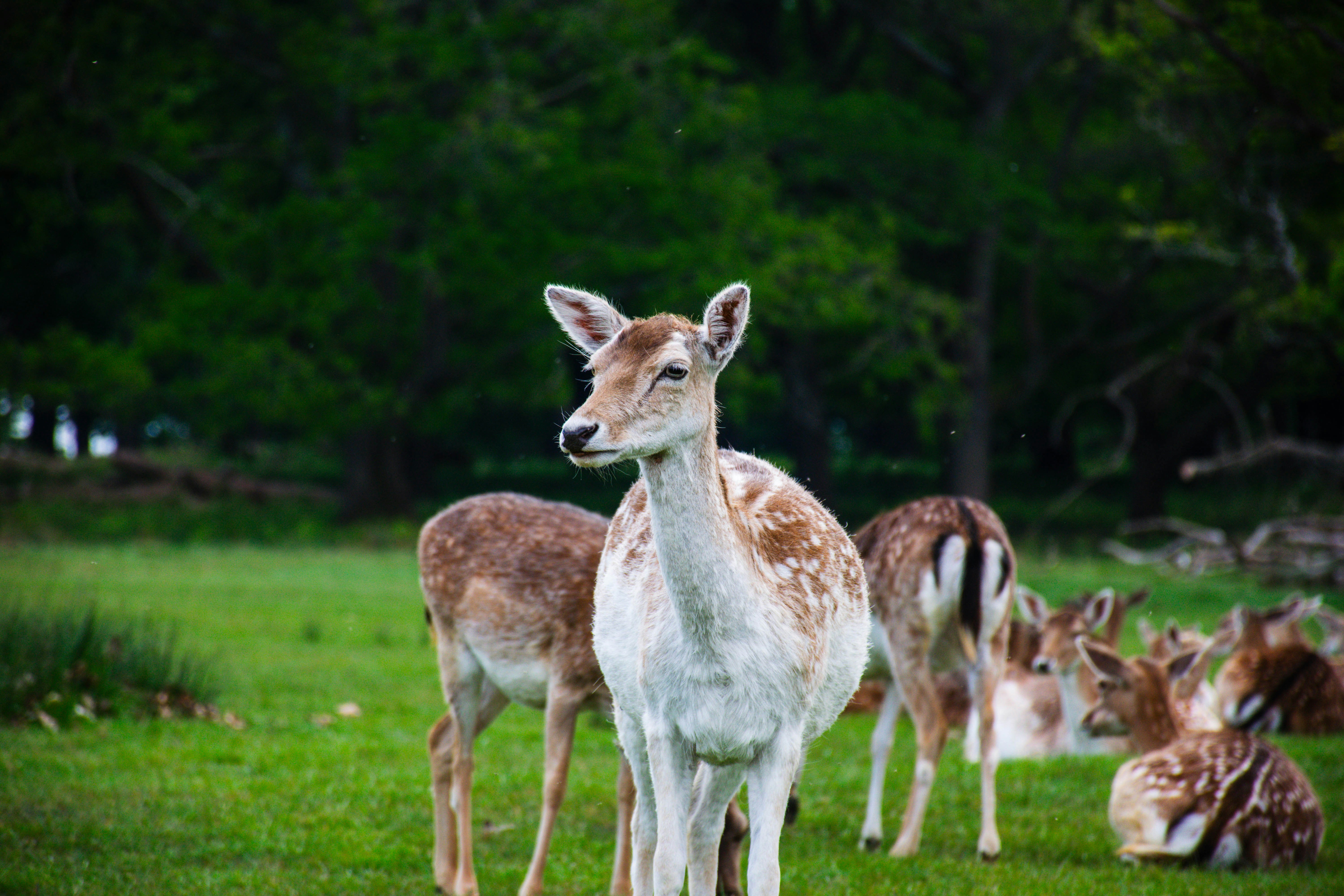 Central Doe Leads a Quiet Gathering in the Meadow
