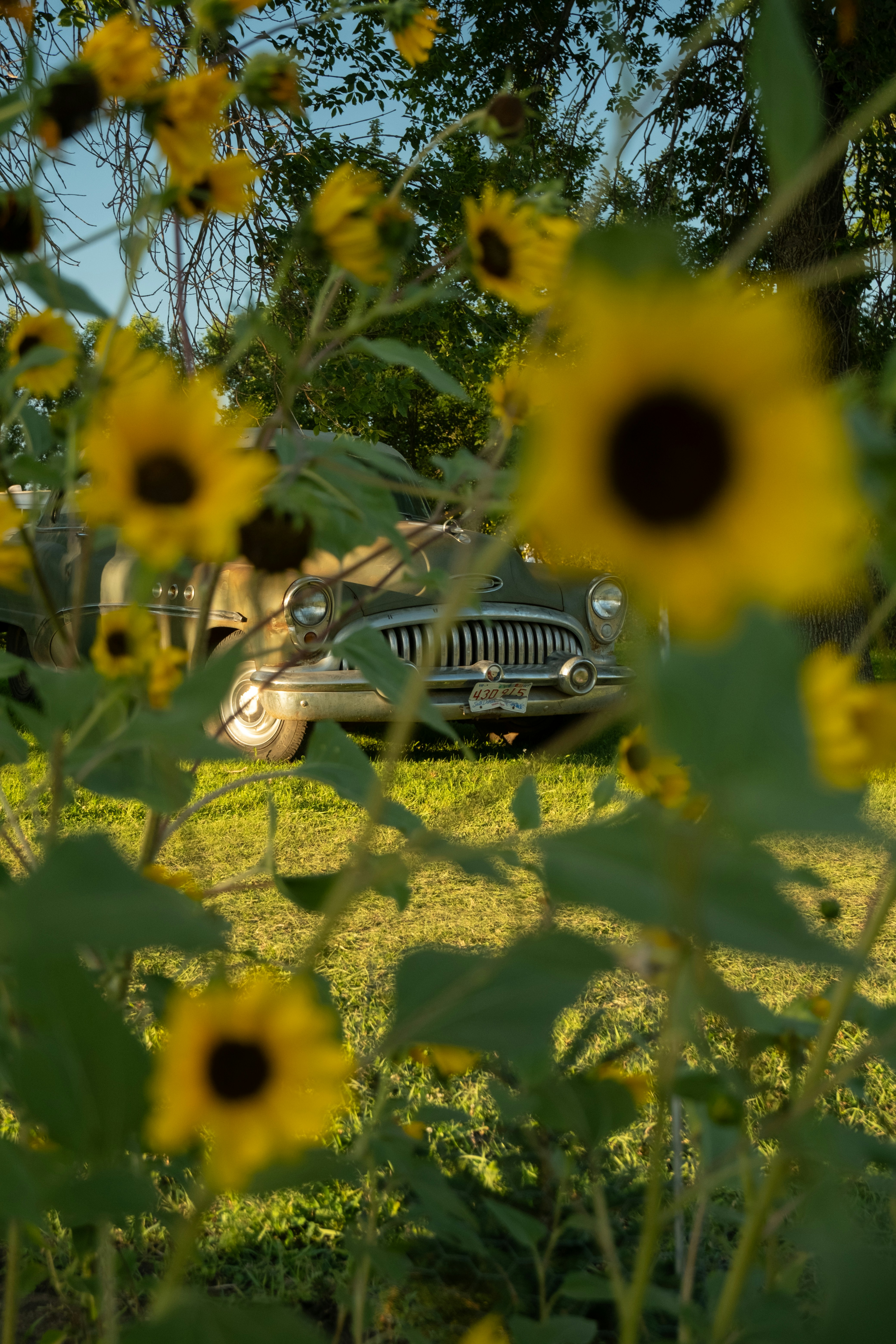 Sunlit Sunflowers and a Retro Car Hideaway