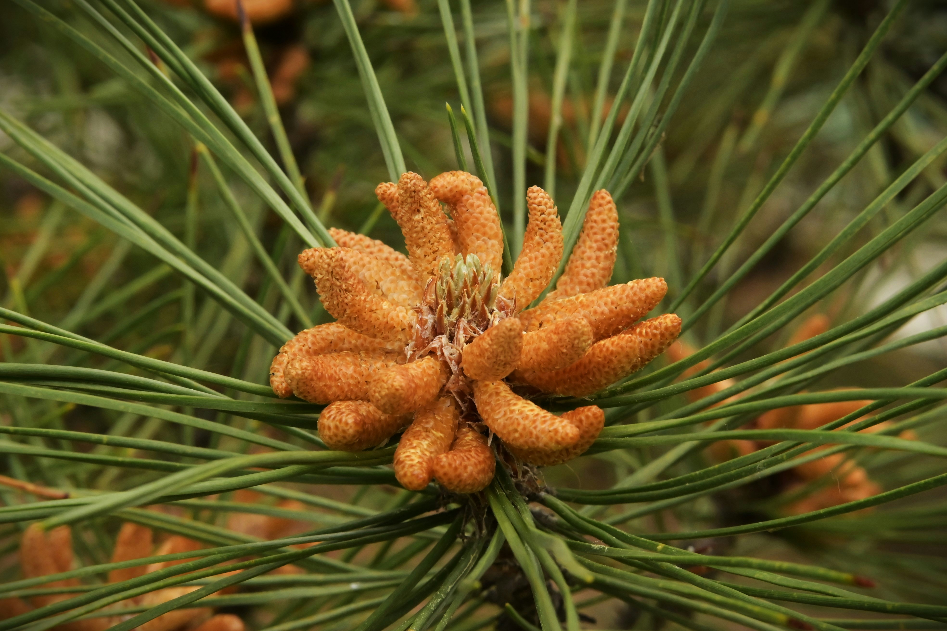 Orange Pinecone Bloom: A Pinecone Emerges Among Needle Radials