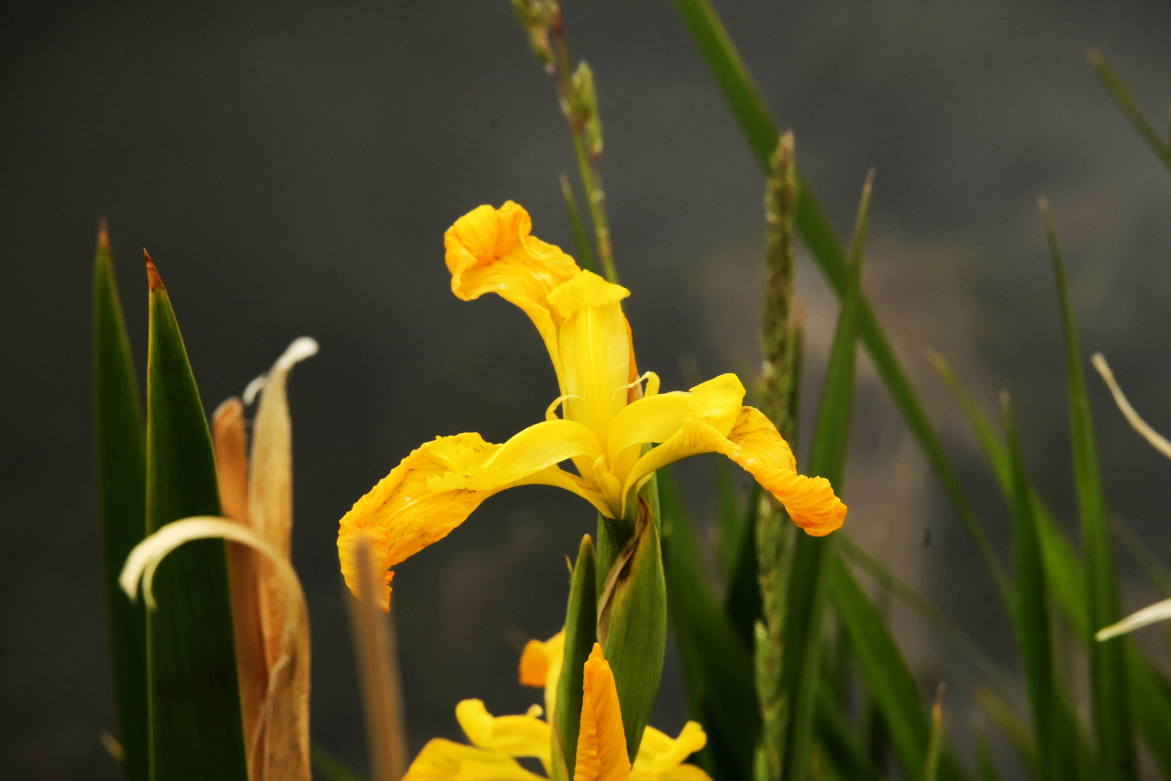 Golden Iris in Soft Backdrop