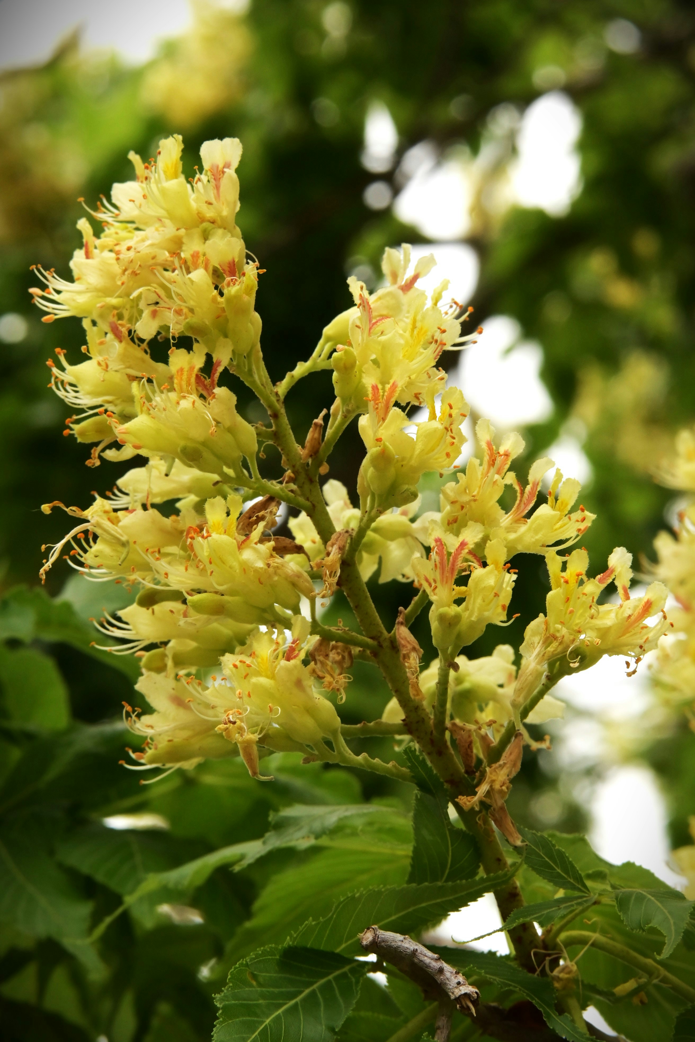 Yellow Fever: A Cluster of Blooming Spires in Soft Backlight