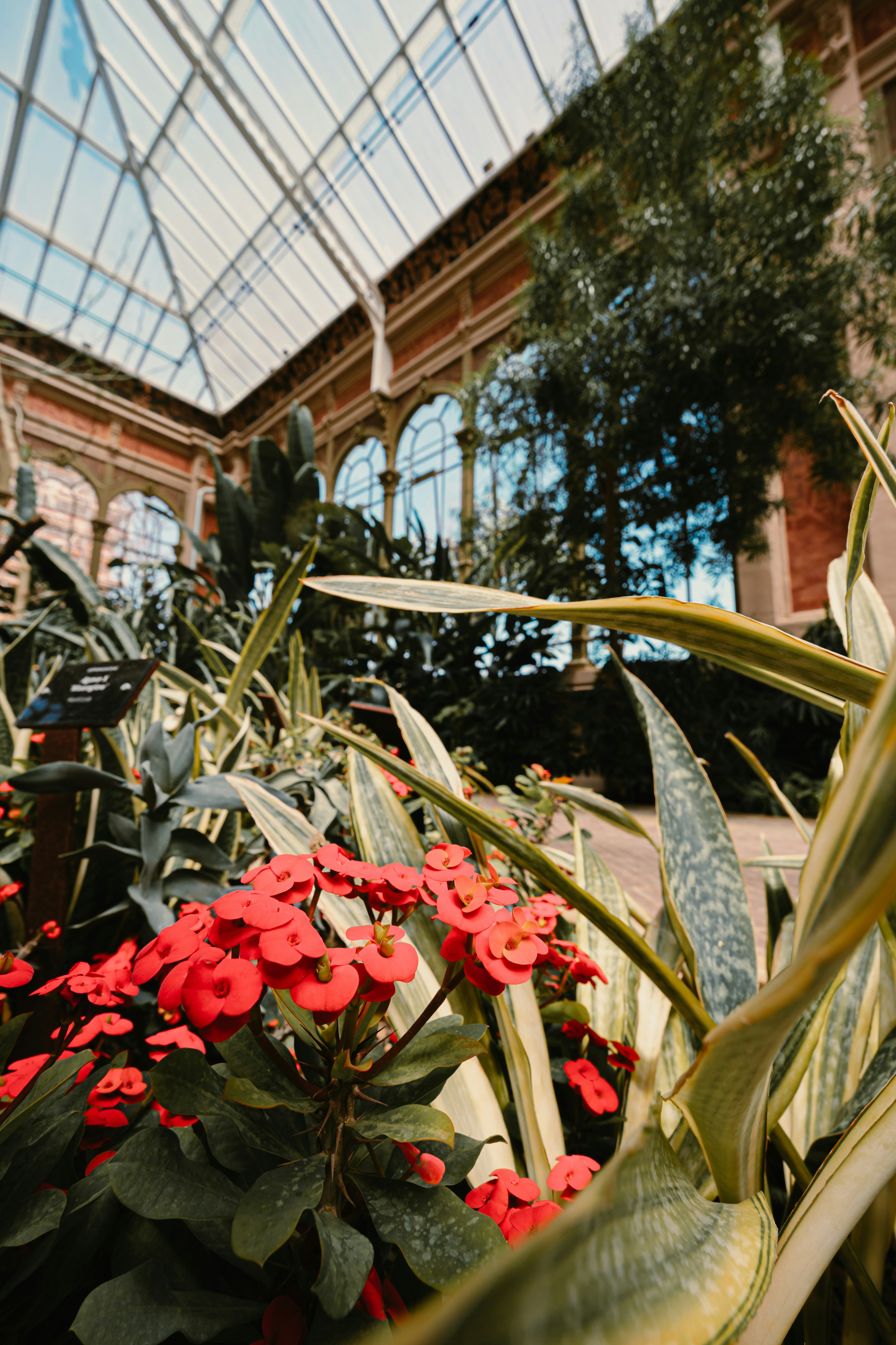 Verdant Conservatory Burst: Red Blooms at the Glasshouse