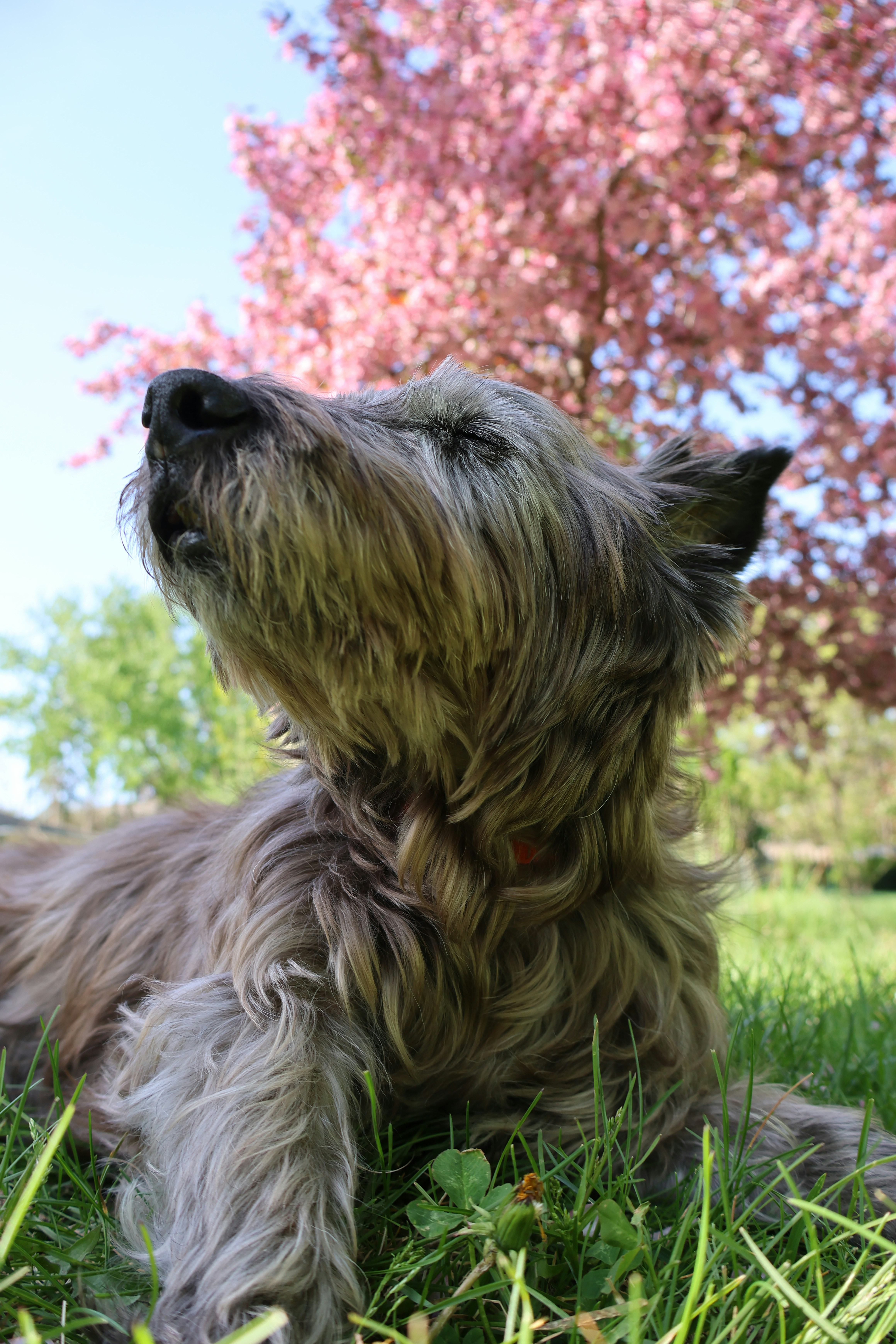 Close-up of a contented dog basking in spring sunlight