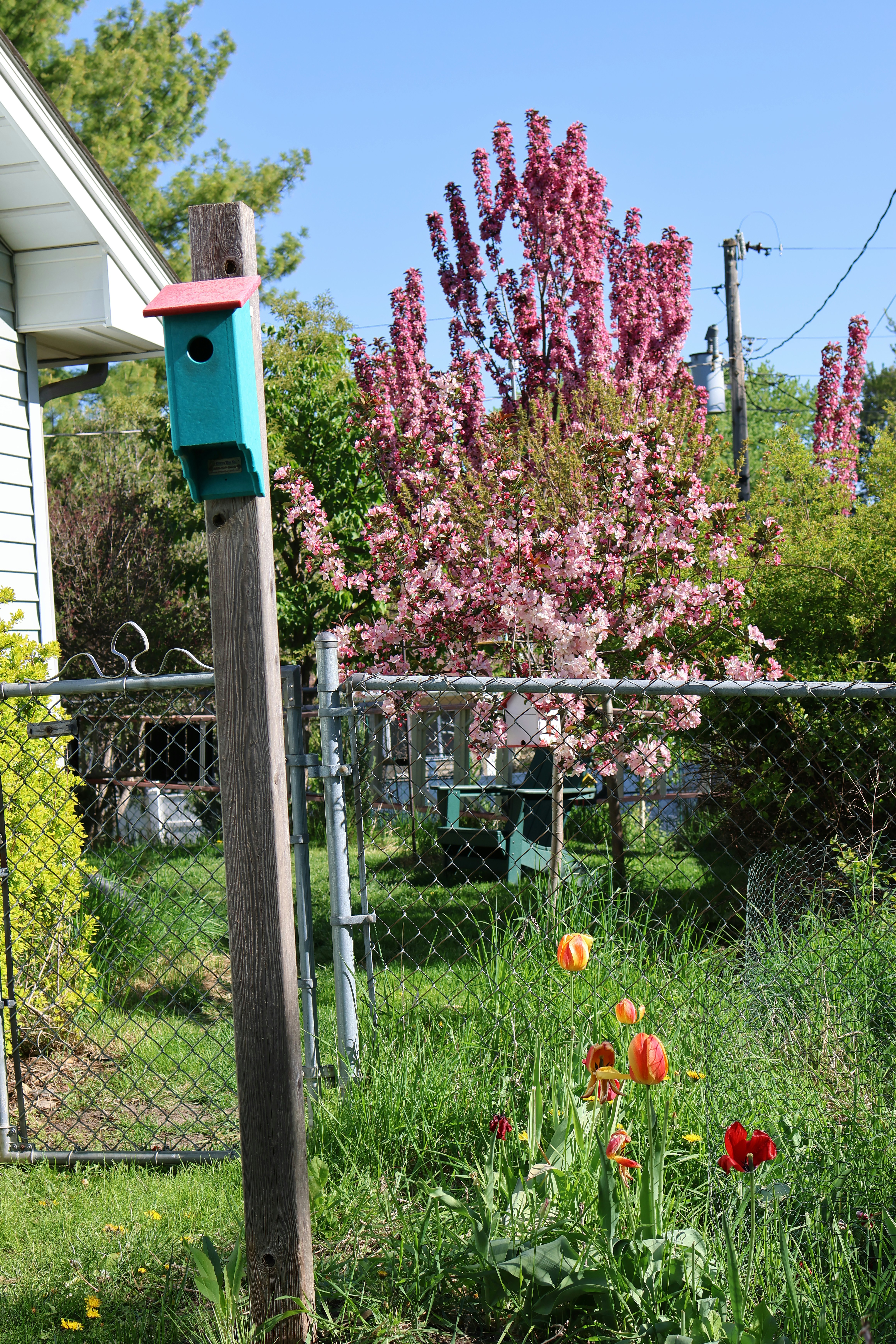 Springyard Portrait: Vivid Blooms and a Bright Birdhouse