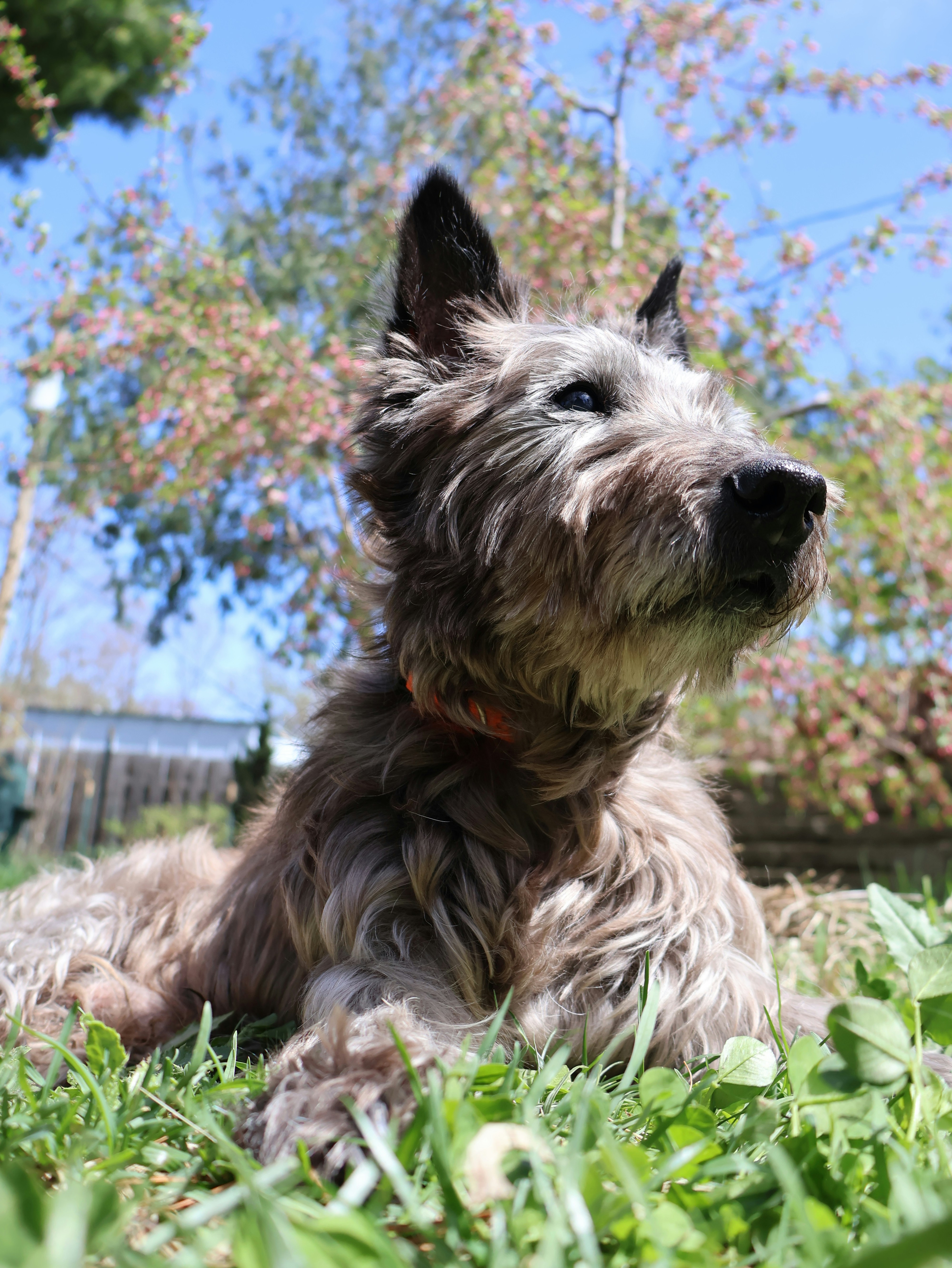 Curled in the Grass: A Scruffy Companion Stares into the Sunlit Garden