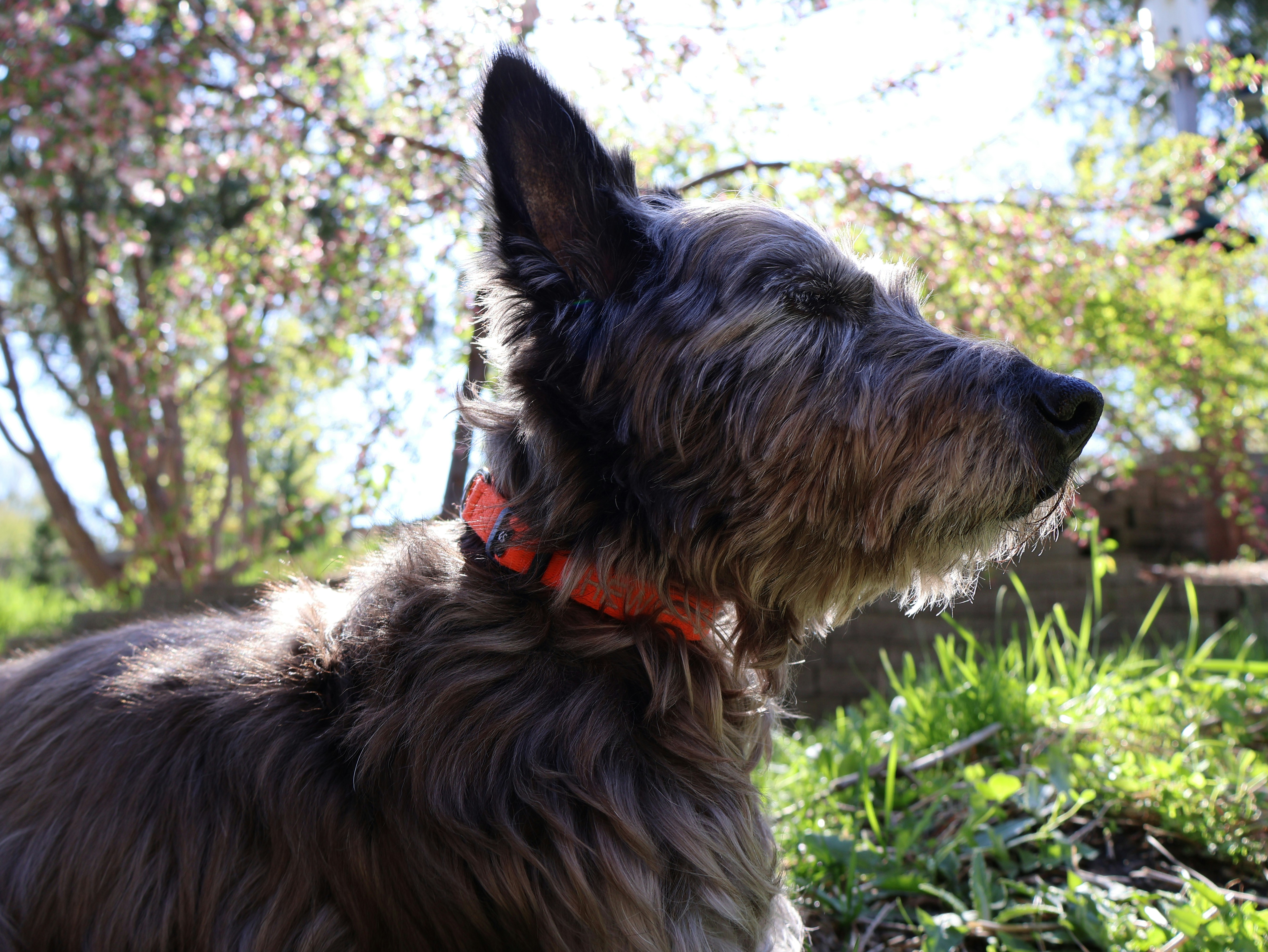 Sunlit Profile: A Scruffy Terrier Portrait in a Garden