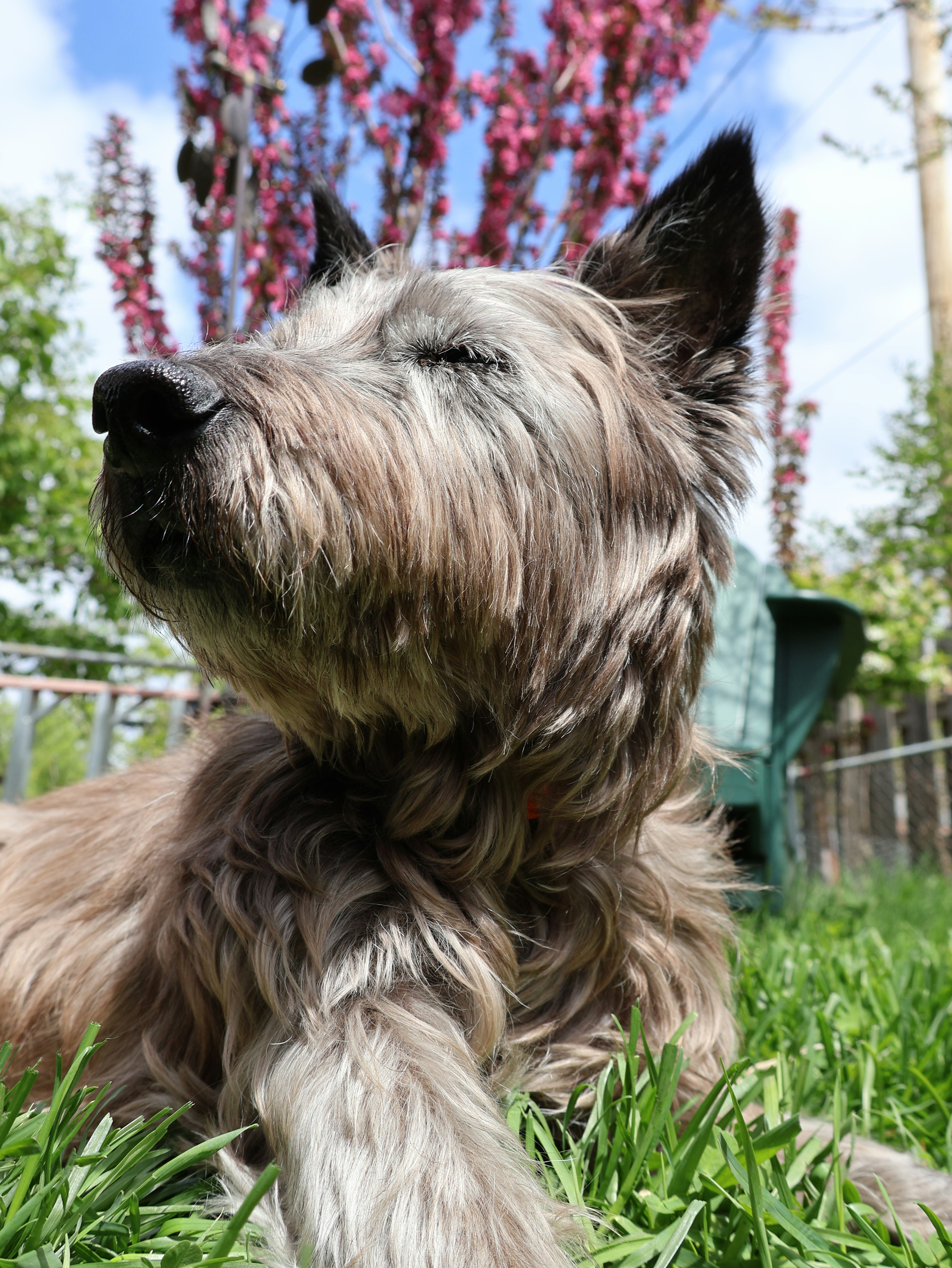 Close-Up of a Snoozing Terrier in Bright Backyard Garden