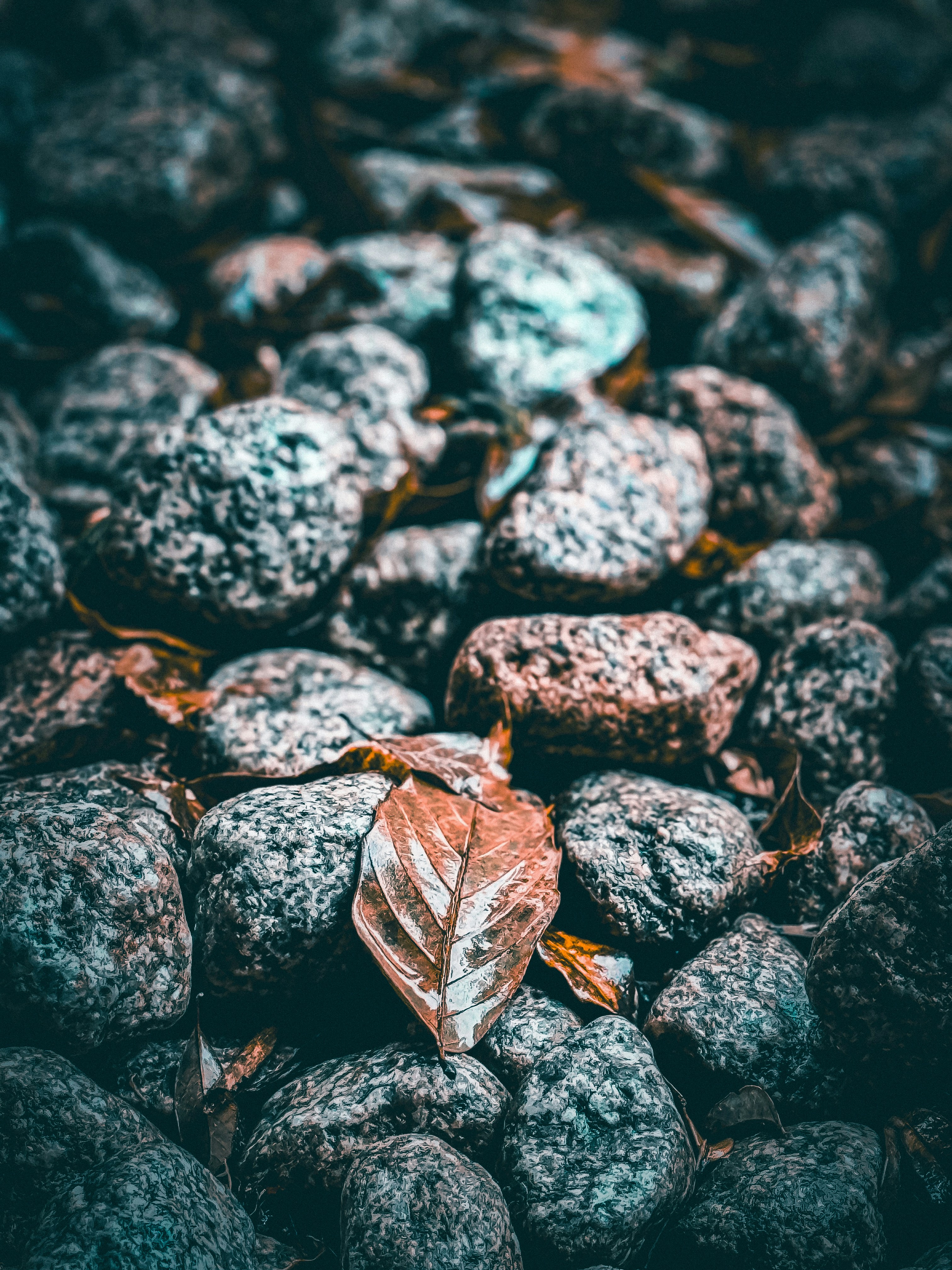 Autumn Drifts: Frosted Pebbles with a Central Leaf
