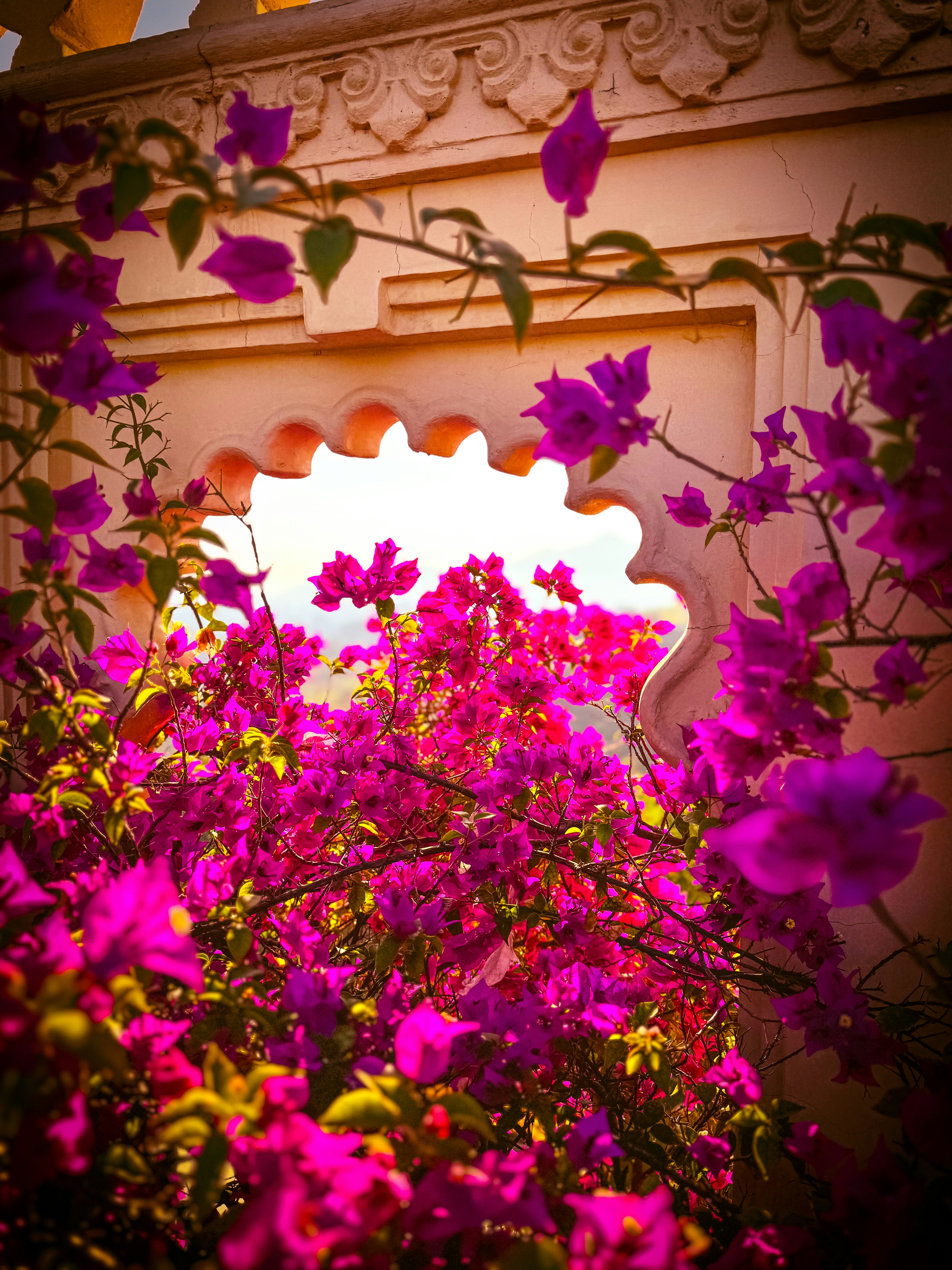 Blooms Framing a Sunlit Arch: Pink Bougainvillea at an Ornate Lattice