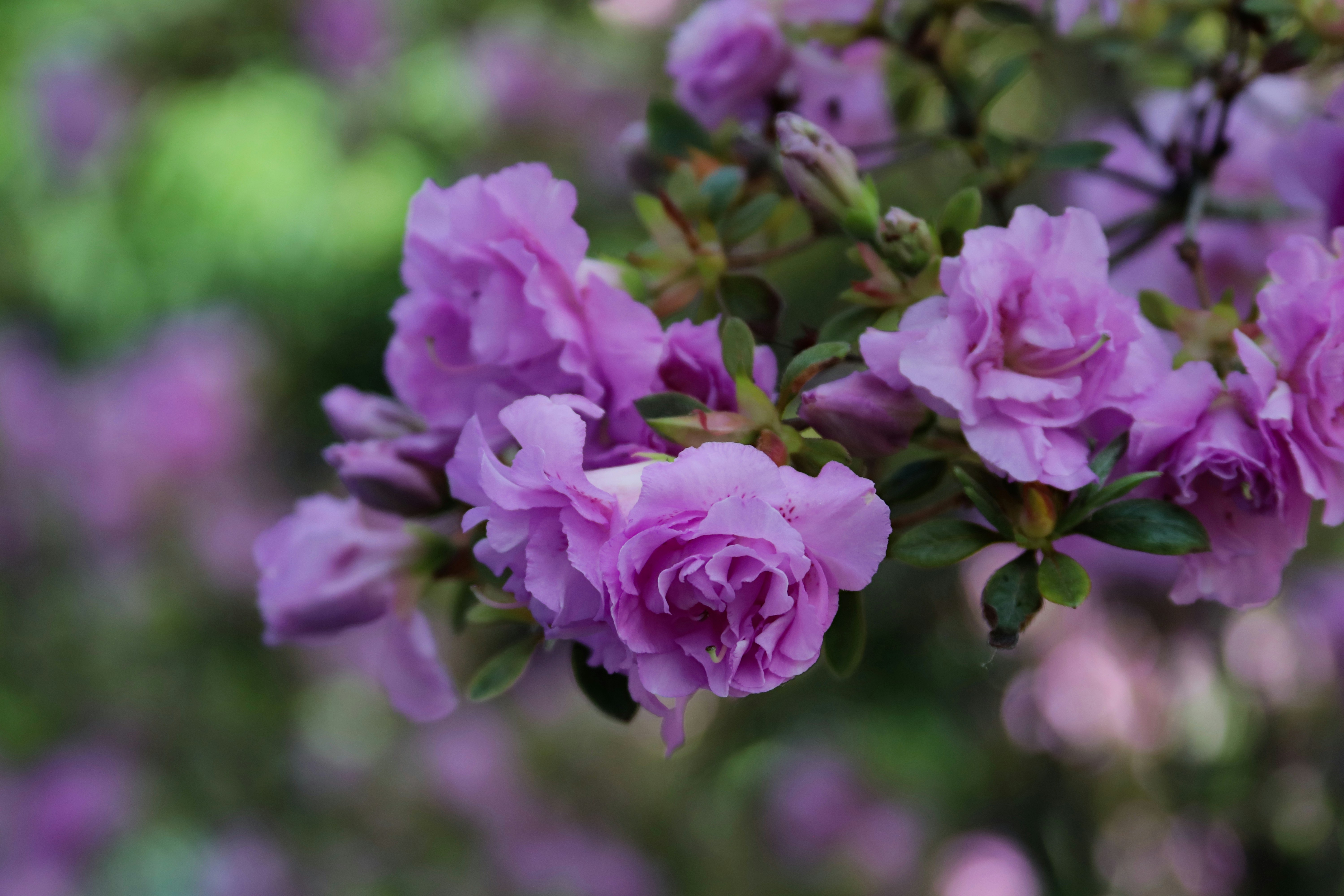 Lavender Bloom: Close-Up of a Cluster of Vibrant Purple Azaleas