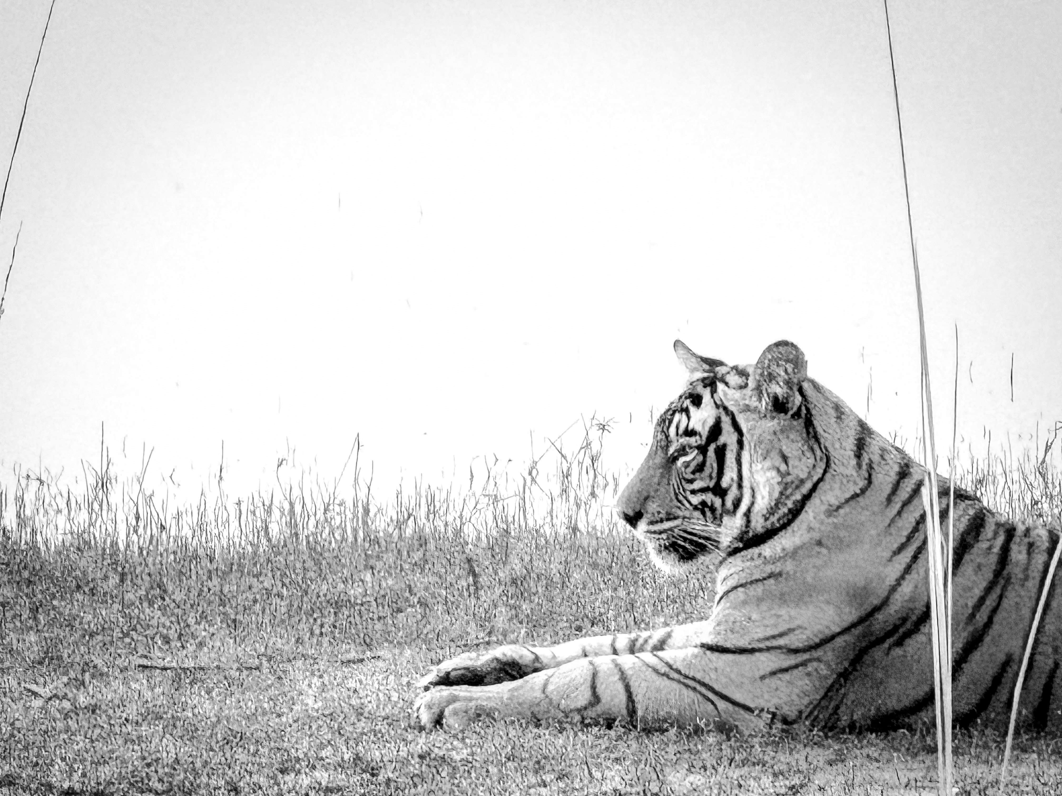 Calm Sentinel: A Tiger Resting at the Edge of the Grass