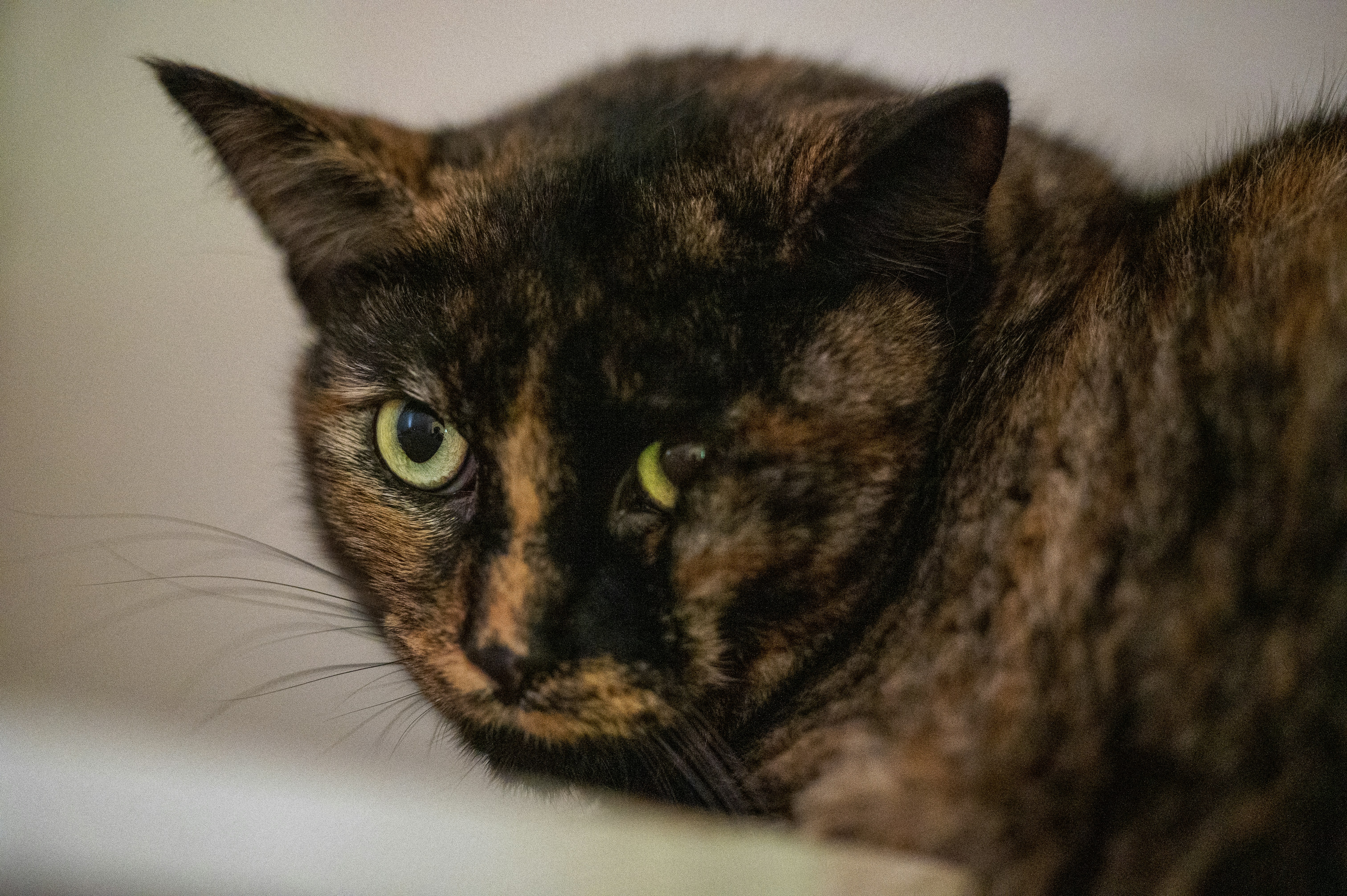 Emerald Gaze: A Tortie Cat Half-Hidden in Soft Light