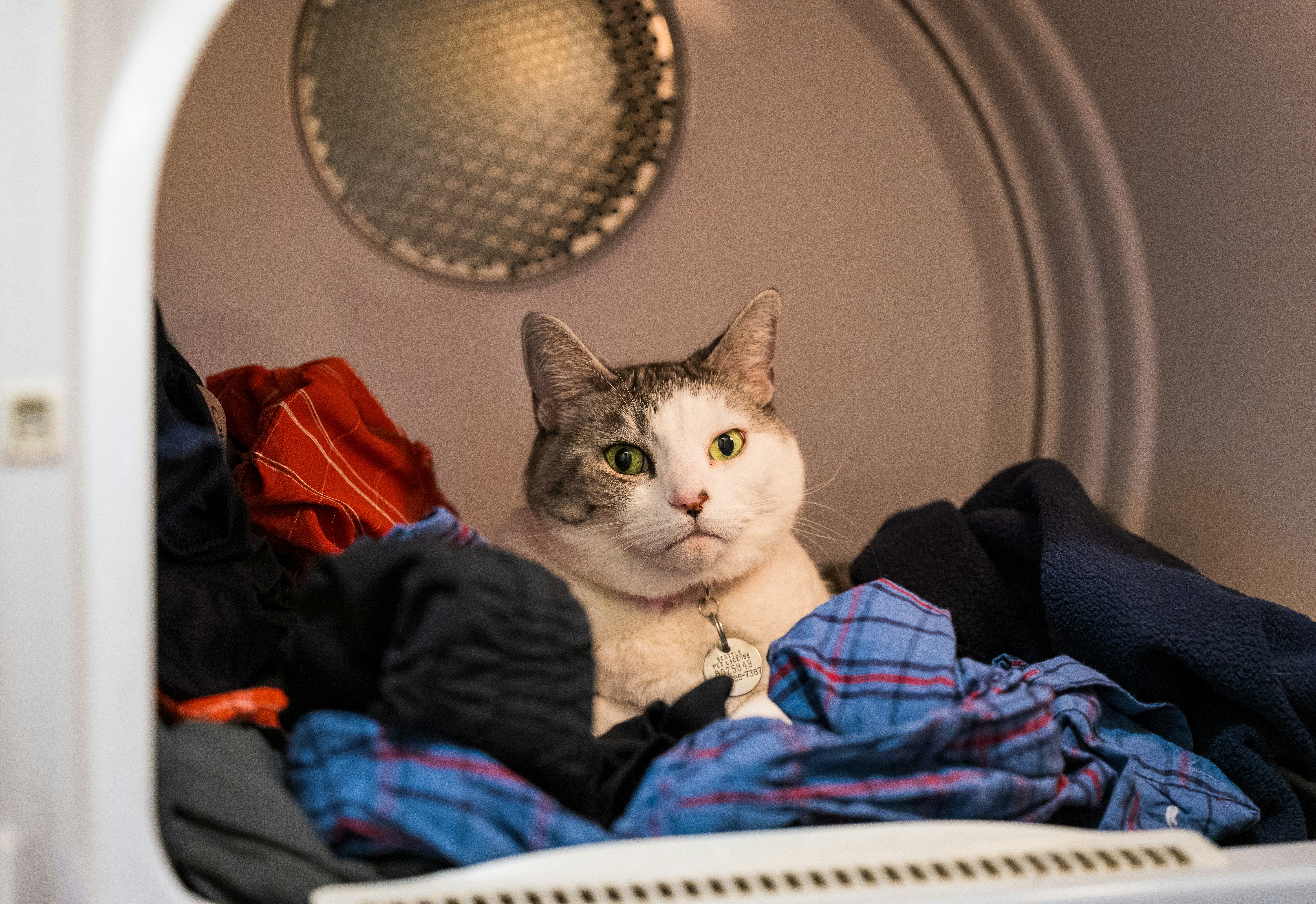 Cozy Cat in Laundry Lair