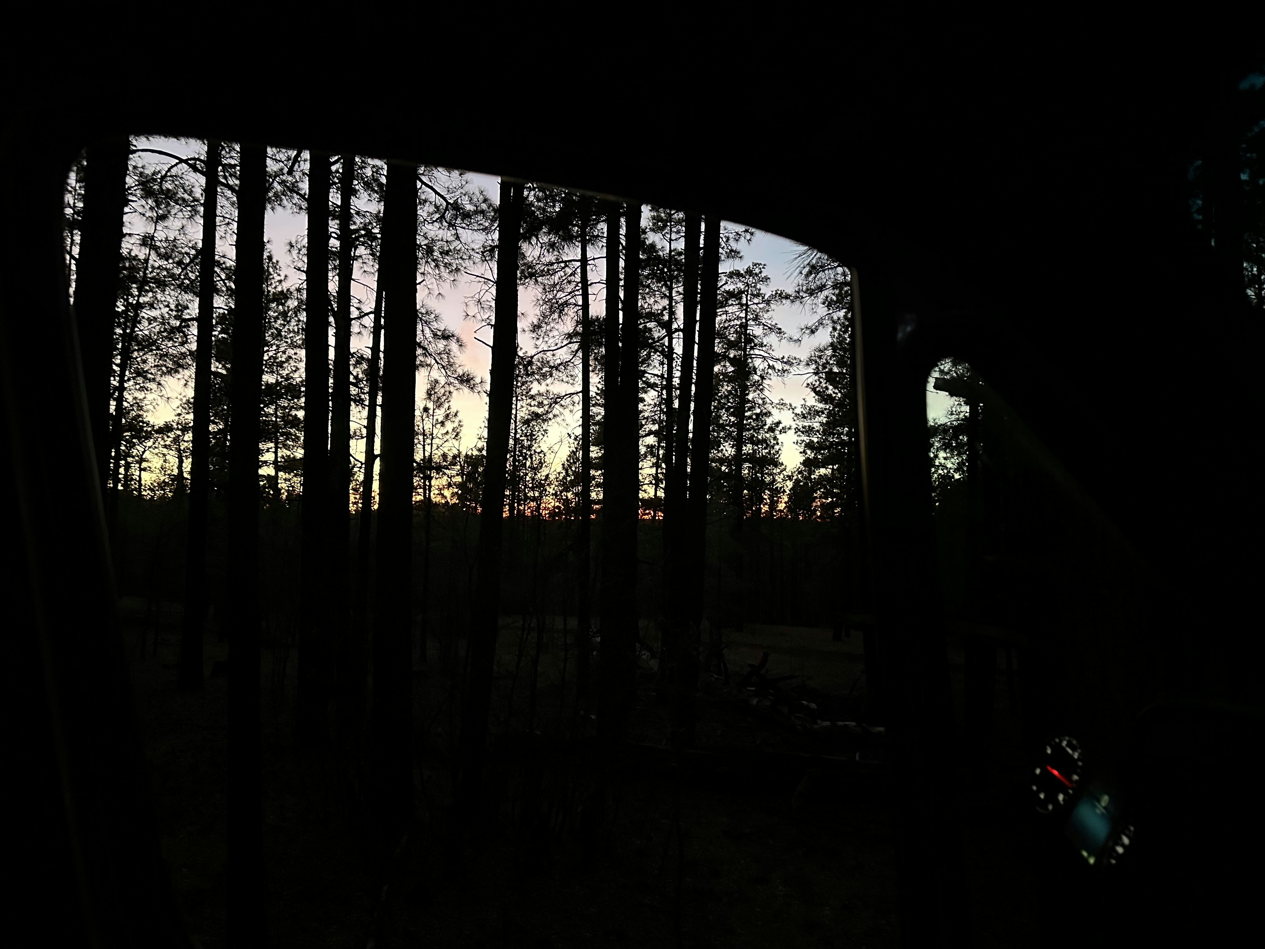 Dawn Through the Pines from a Shadowed View