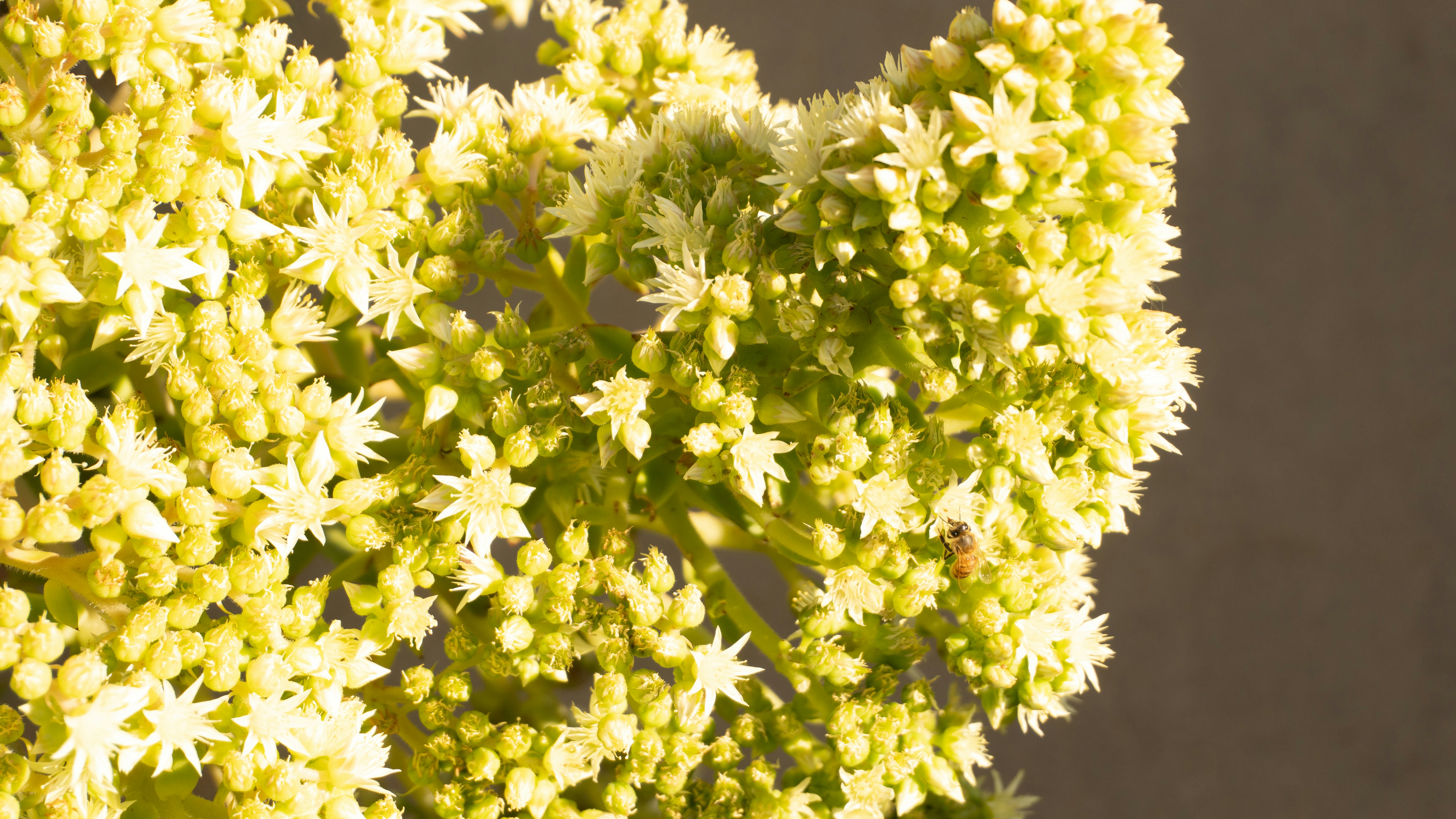 Golden Umbrellas: A Burst of Tiny Stars in Sunlit Clusters