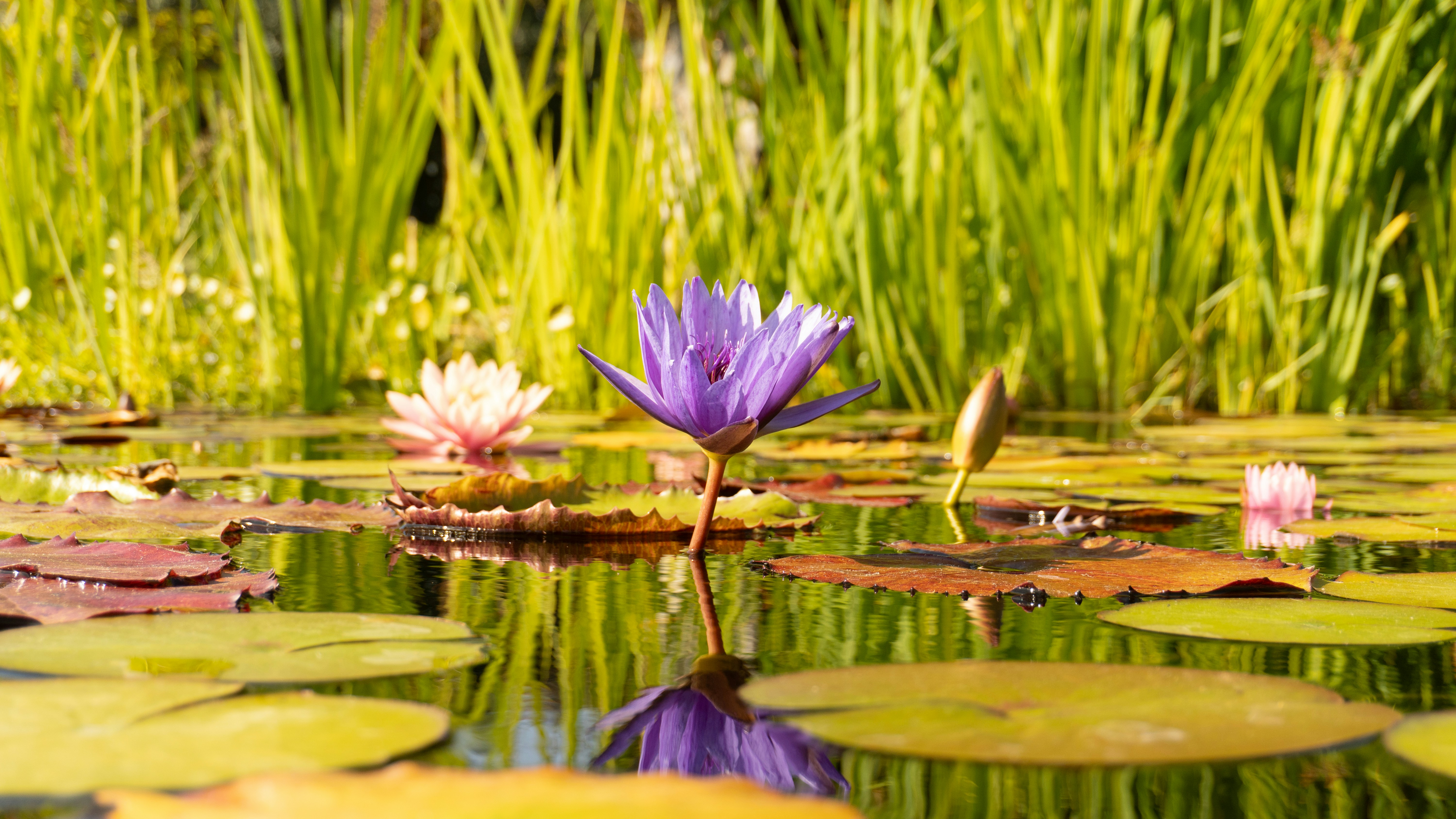Purple Water Lily in a Quiet Pond