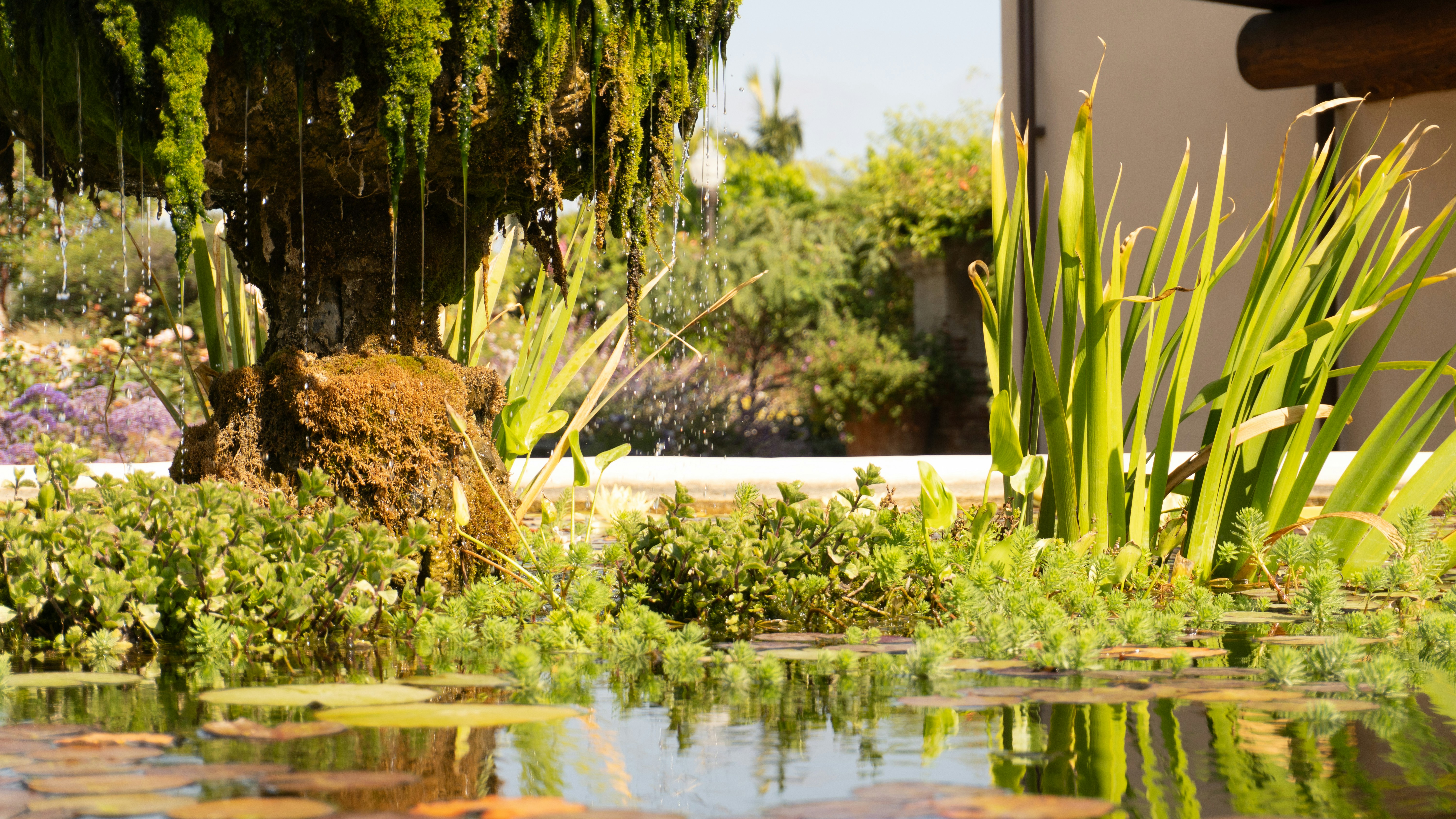 Still Waters, Growing Greens: A Quiet Garden Vista