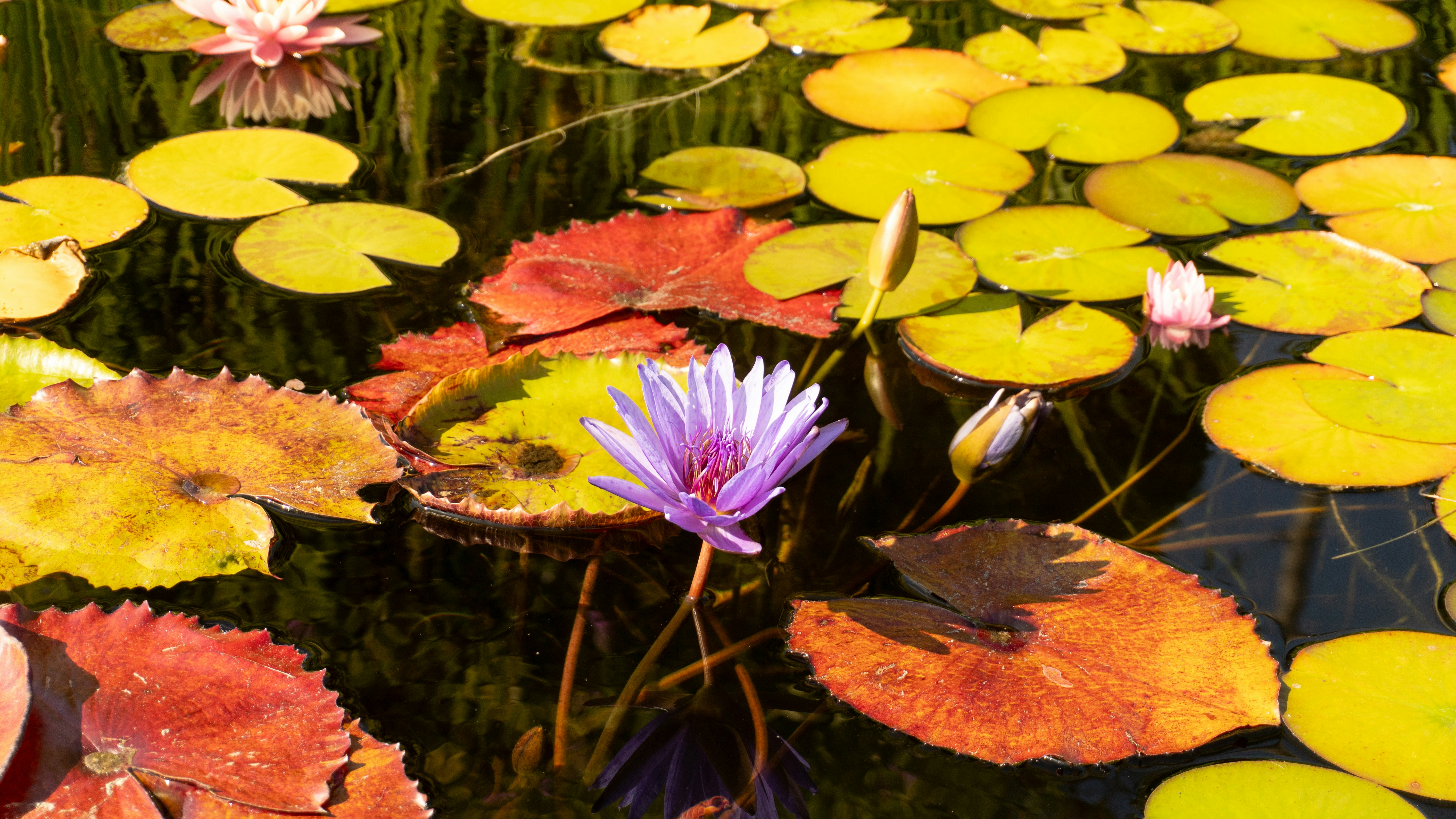 Purple Water Lily Rising Among Autumn Pads