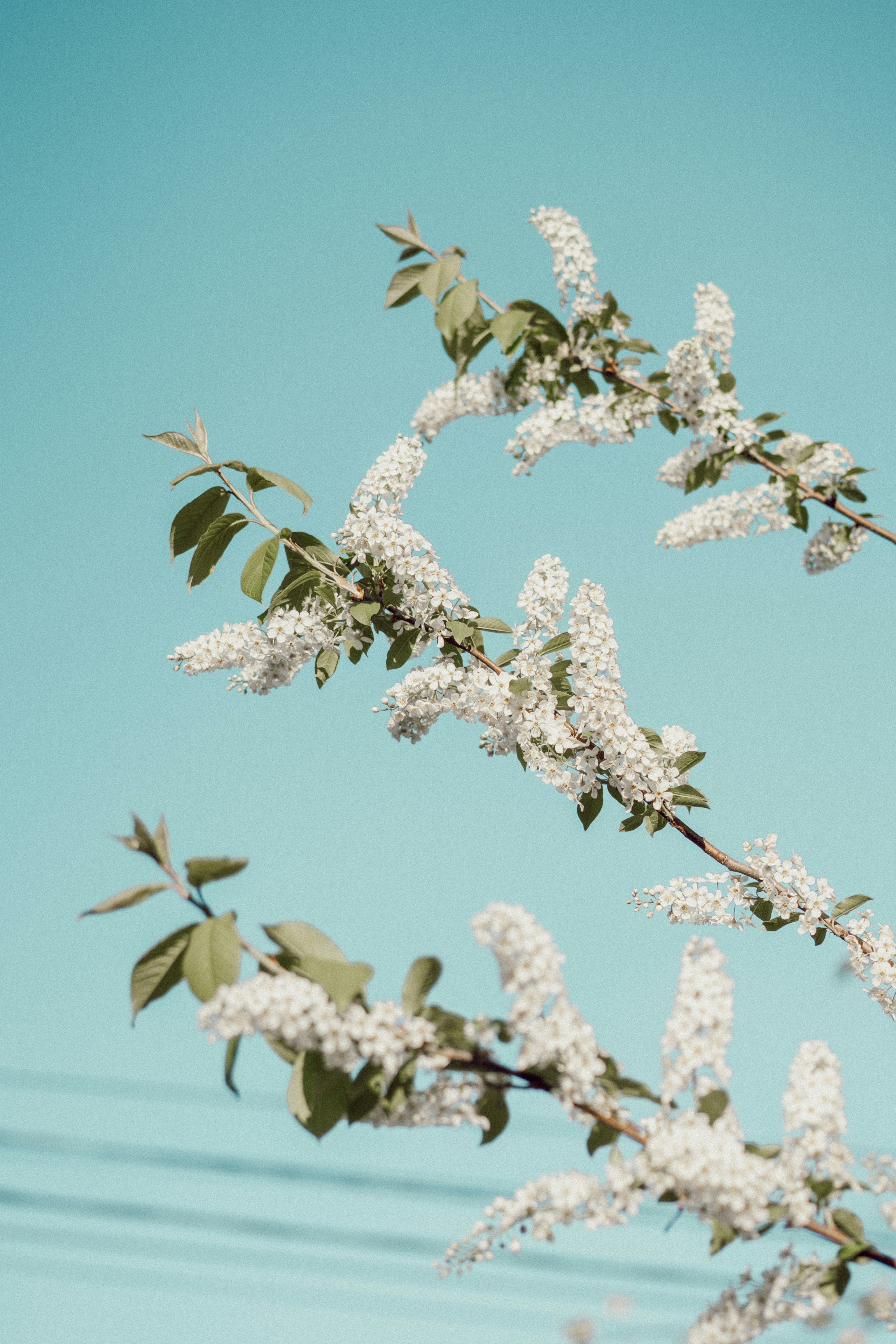 Blossoms Against a Clear Sky