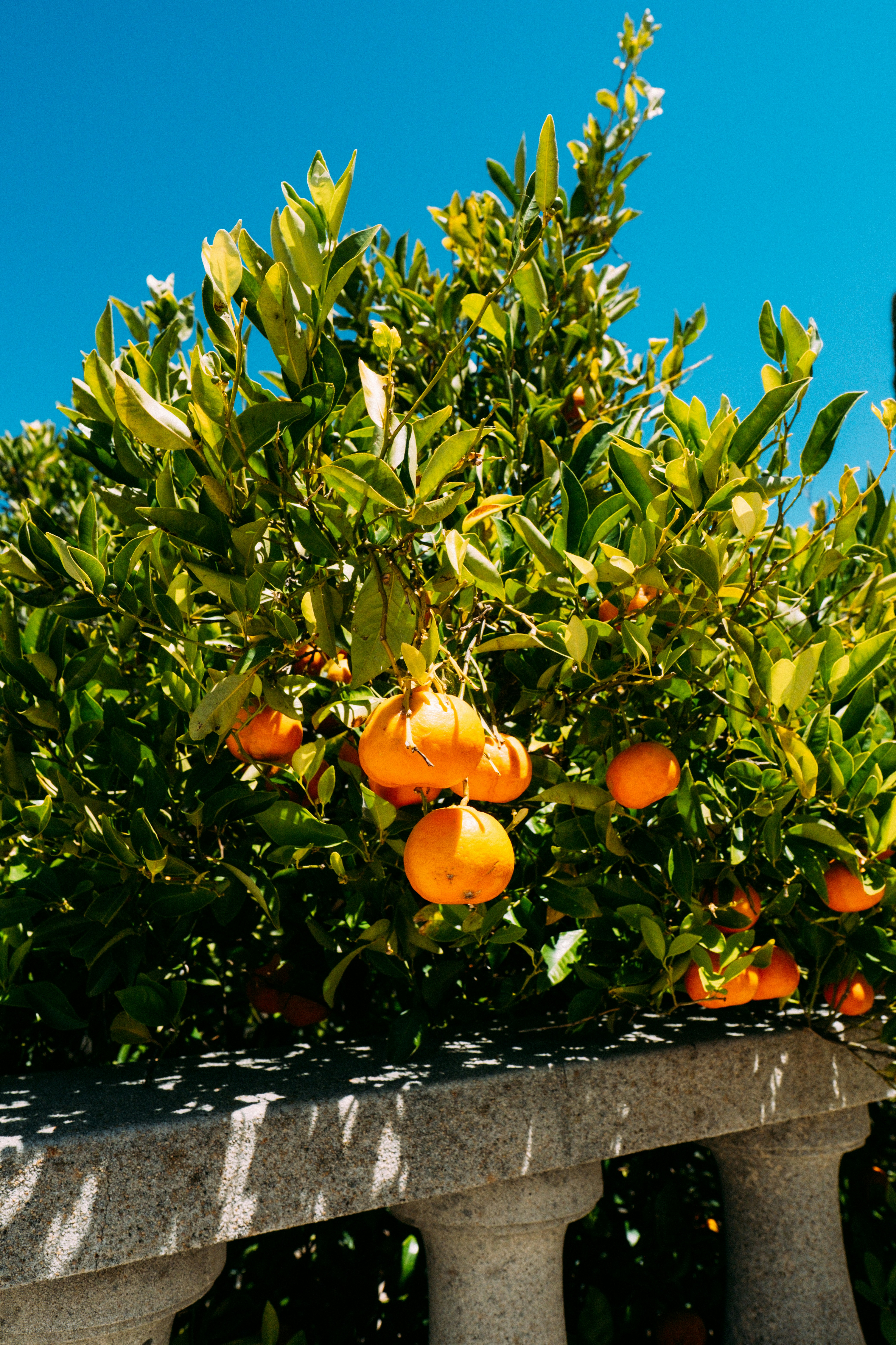 Orange Orchard in Sunlit Vernal Blue